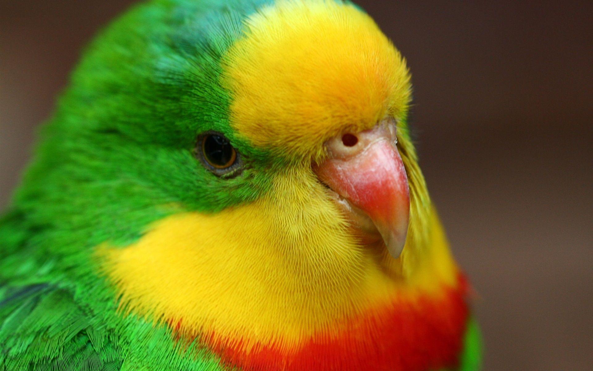 Cute Parrot Wallpapers - Top Free Cute Parrot Backgrounds - WallpaperAccess