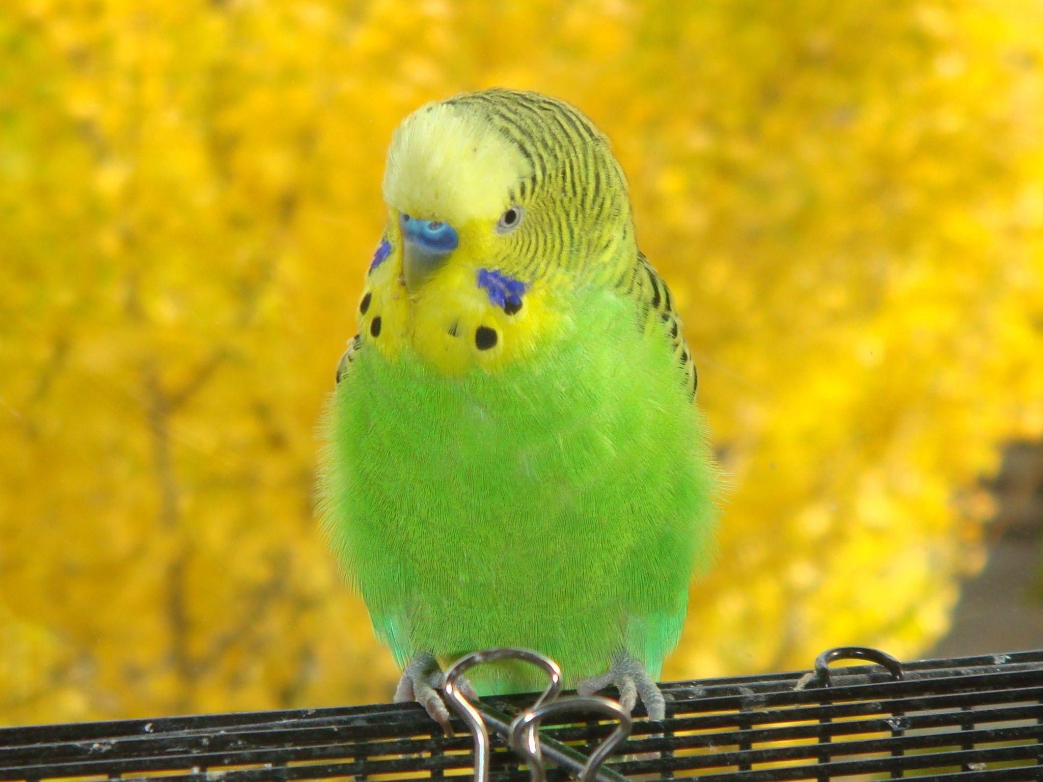Cute Parrot Wallpapers - Top Free Cute Parrot Backgrounds - WallpaperAccess
