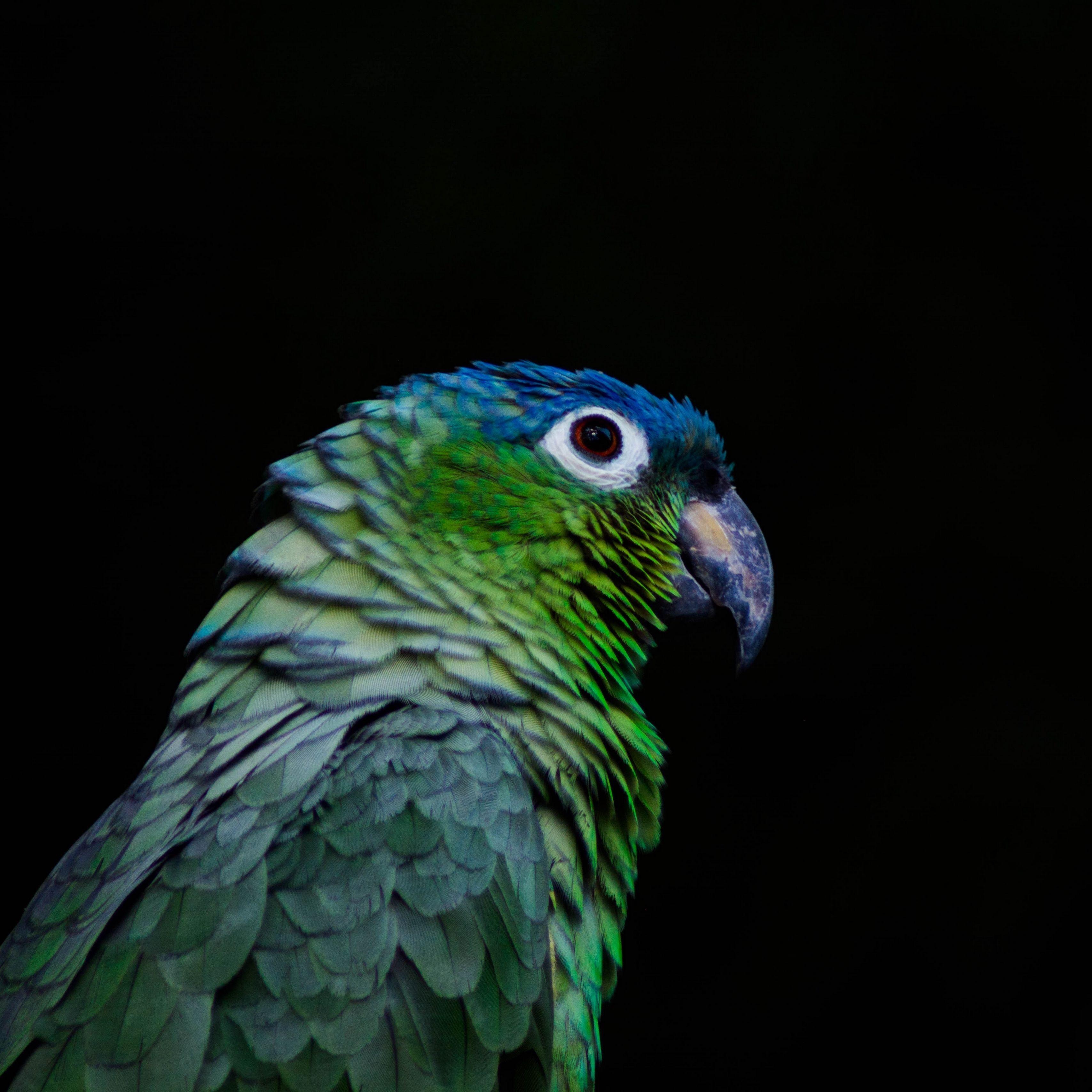 Black Parrot Wallpapers - Top Free Black Parrot Backgrounds ...