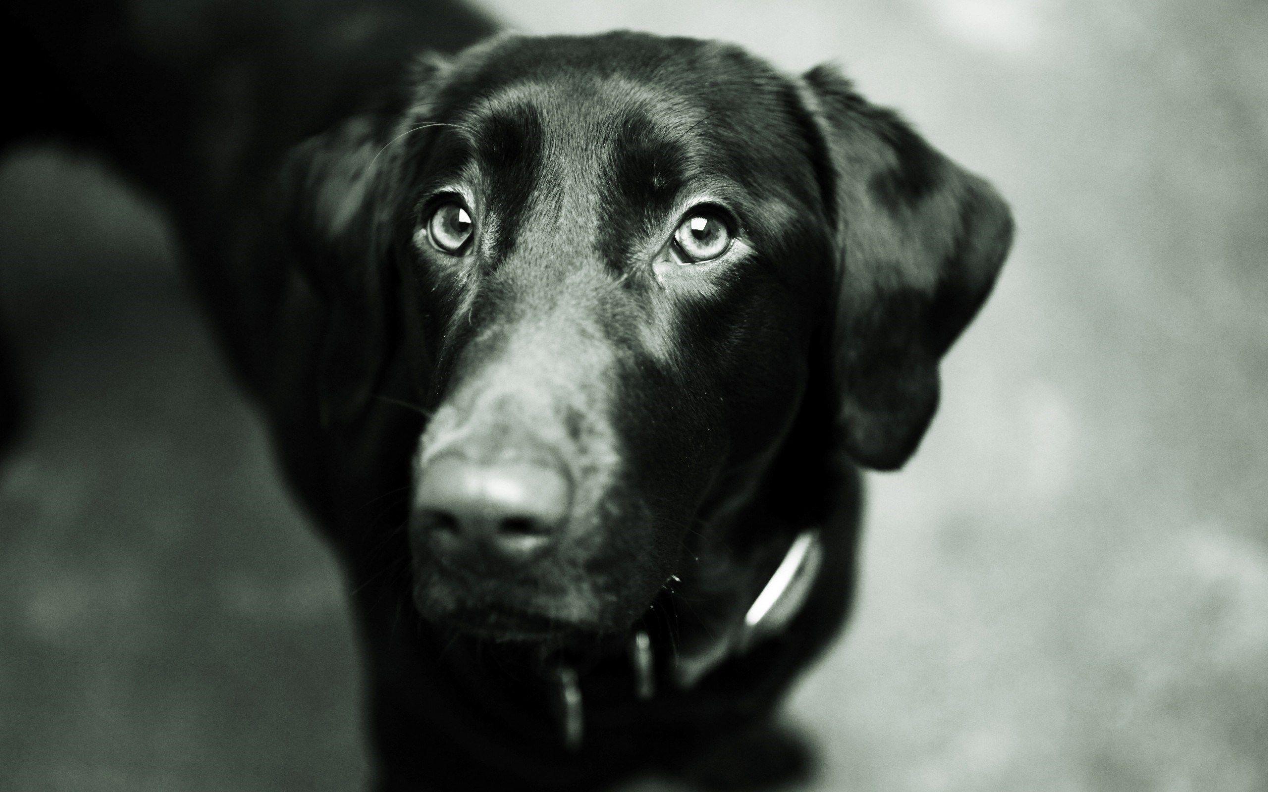 Black Labrador Retriever Wallpapers - Top Free Black Labrador Retriever ...