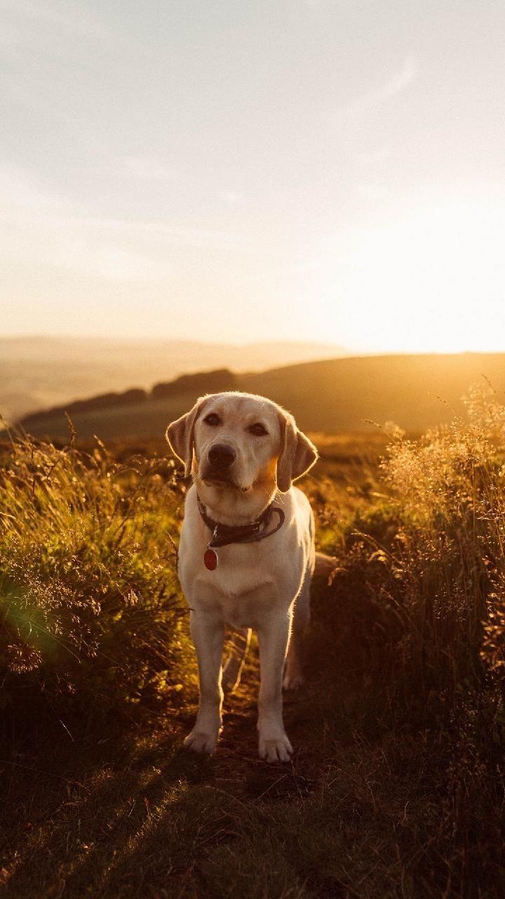 Yellow Labrador Wallpapers - Top Free Yellow Labrador Backgrounds ...