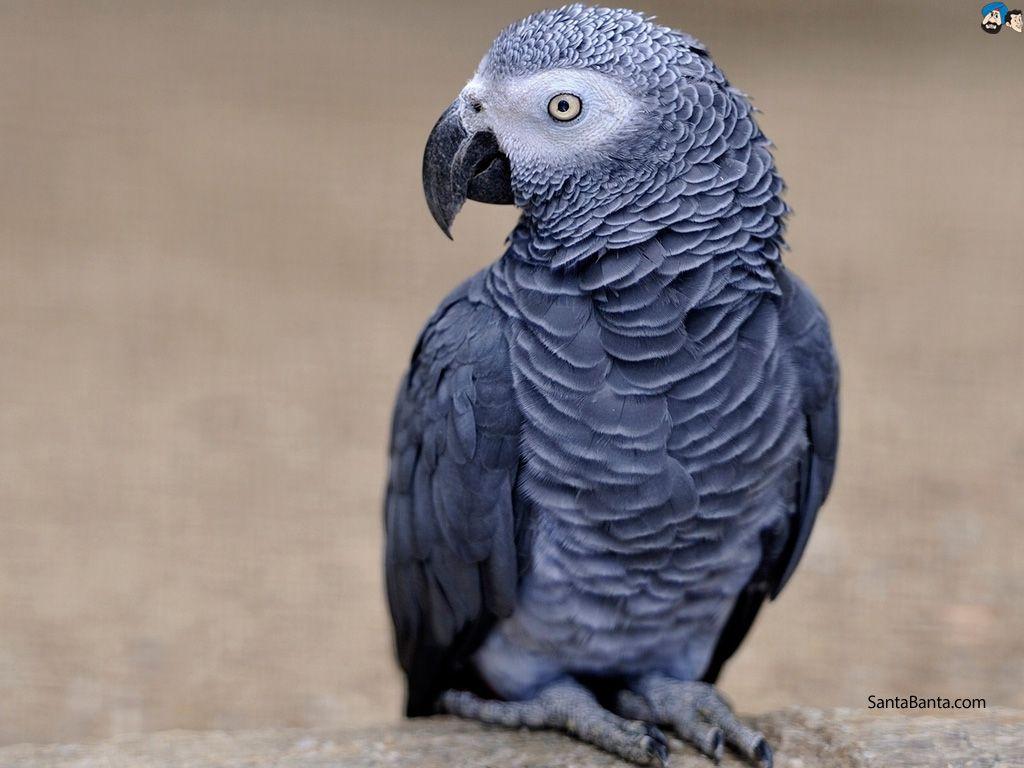 Black Parrot Wallpapers - Top Free Black Parrot Backgrounds ...