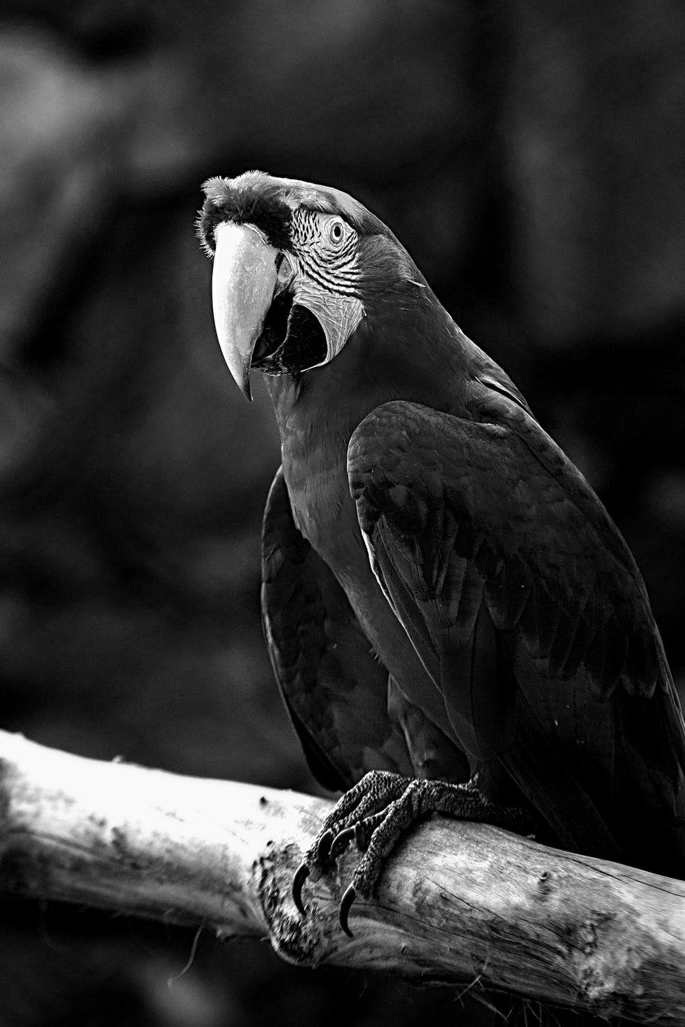 Black Parrot Wallpapers - Top Free Black Parrot Backgrounds ...