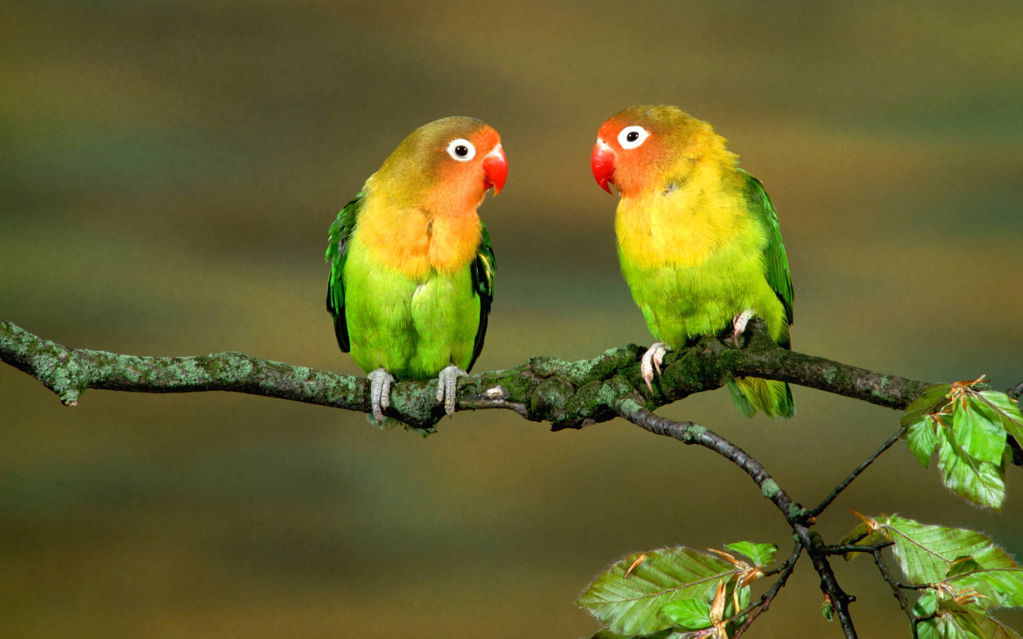 Cute Parrot Wallpapers - Top Free Cute Parrot Backgrounds - WallpaperAccess