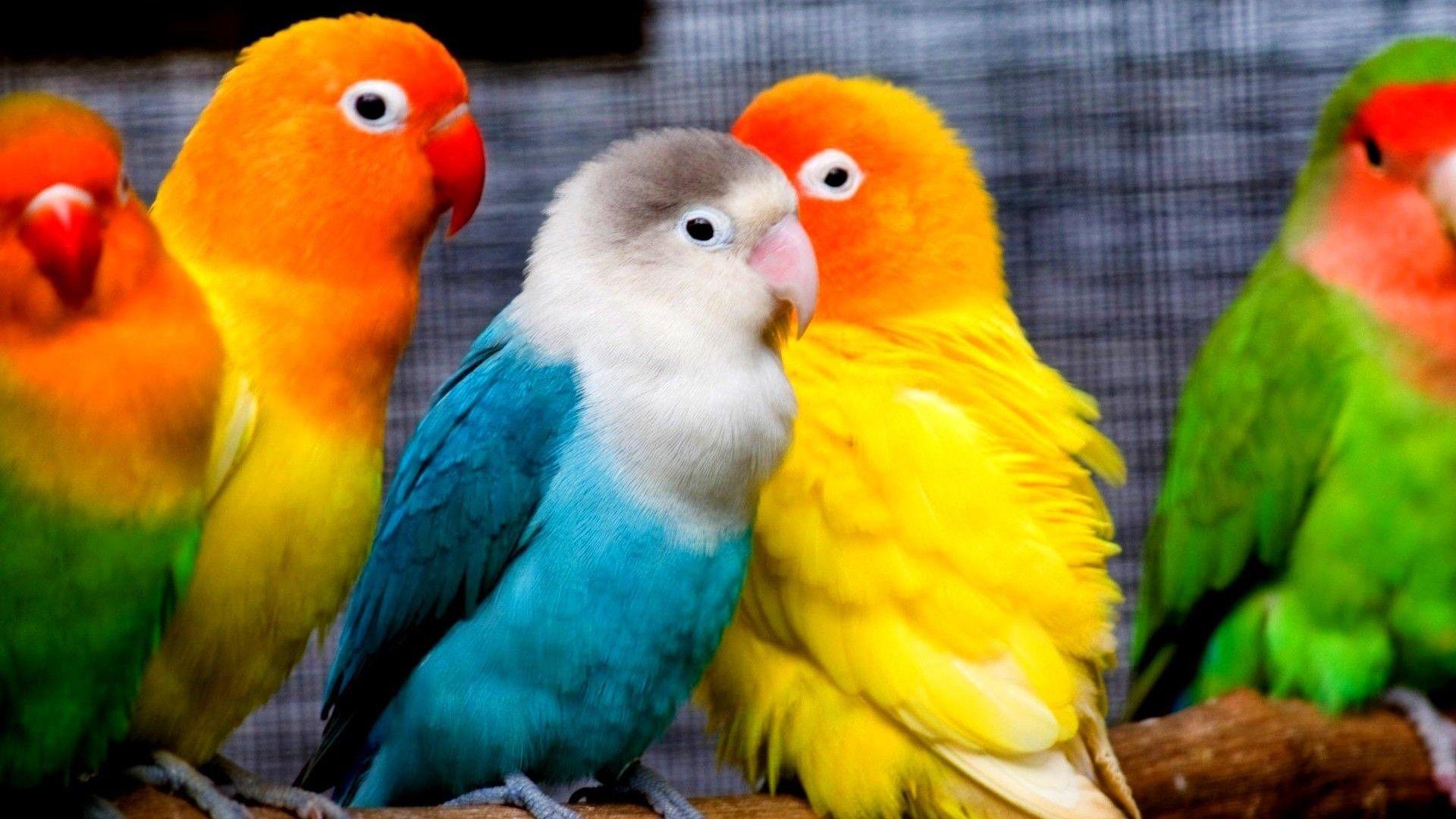 Cute Parrot Wallpapers - Top Free Cute Parrot Backgrounds - WallpaperAccess