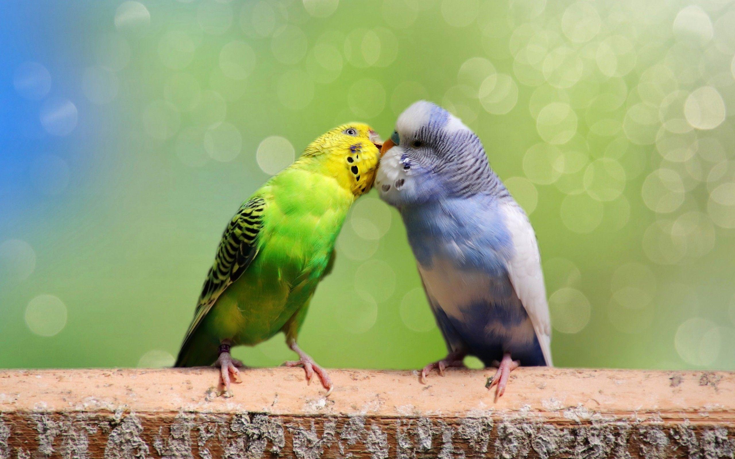 Cute Parrot Wallpapers - Top Free Cute Parrot Backgrounds - WallpaperAccess