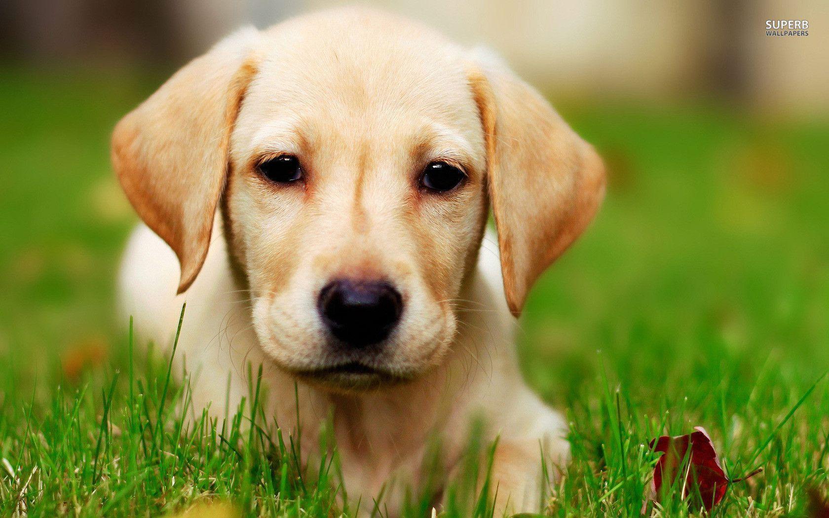 Yellow Lab Wallpapers - Top Free Yellow Lab Backgrounds - WallpaperAccess