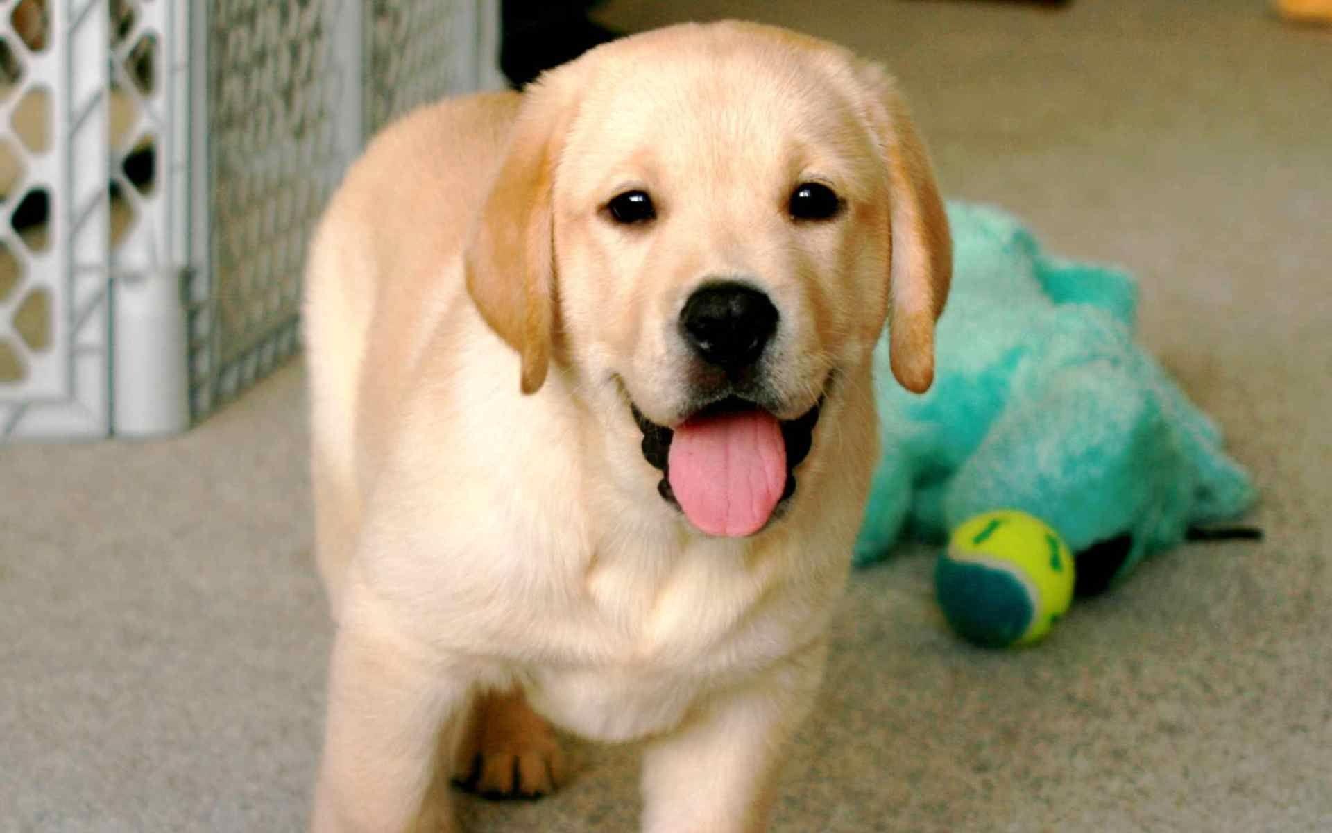 Yellow Lab Wallpapers - Top Free Yellow Lab Backgrounds - WallpaperAccess