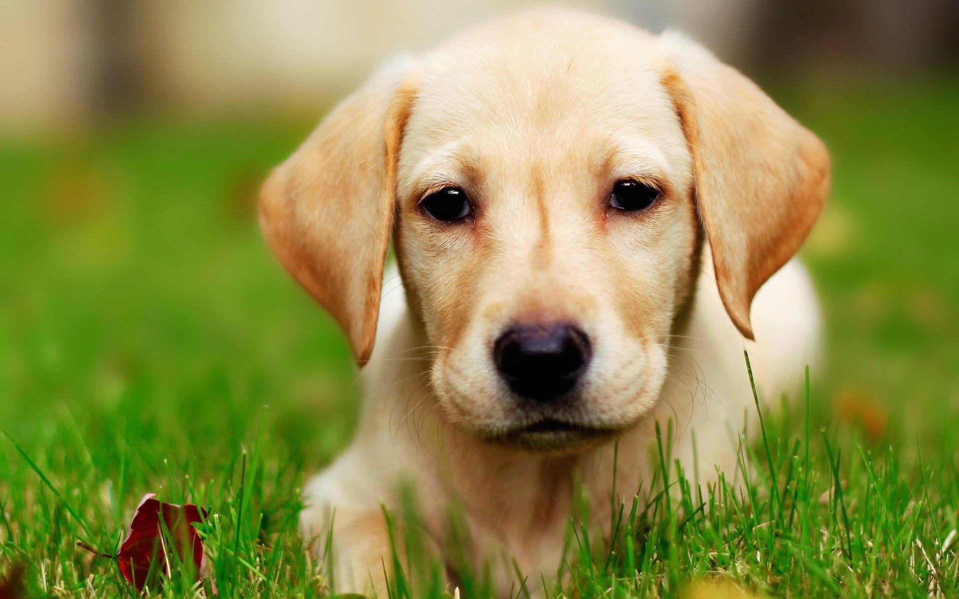 Yellow Labrador Wallpapers - Top Free Yellow Labrador Backgrounds ...