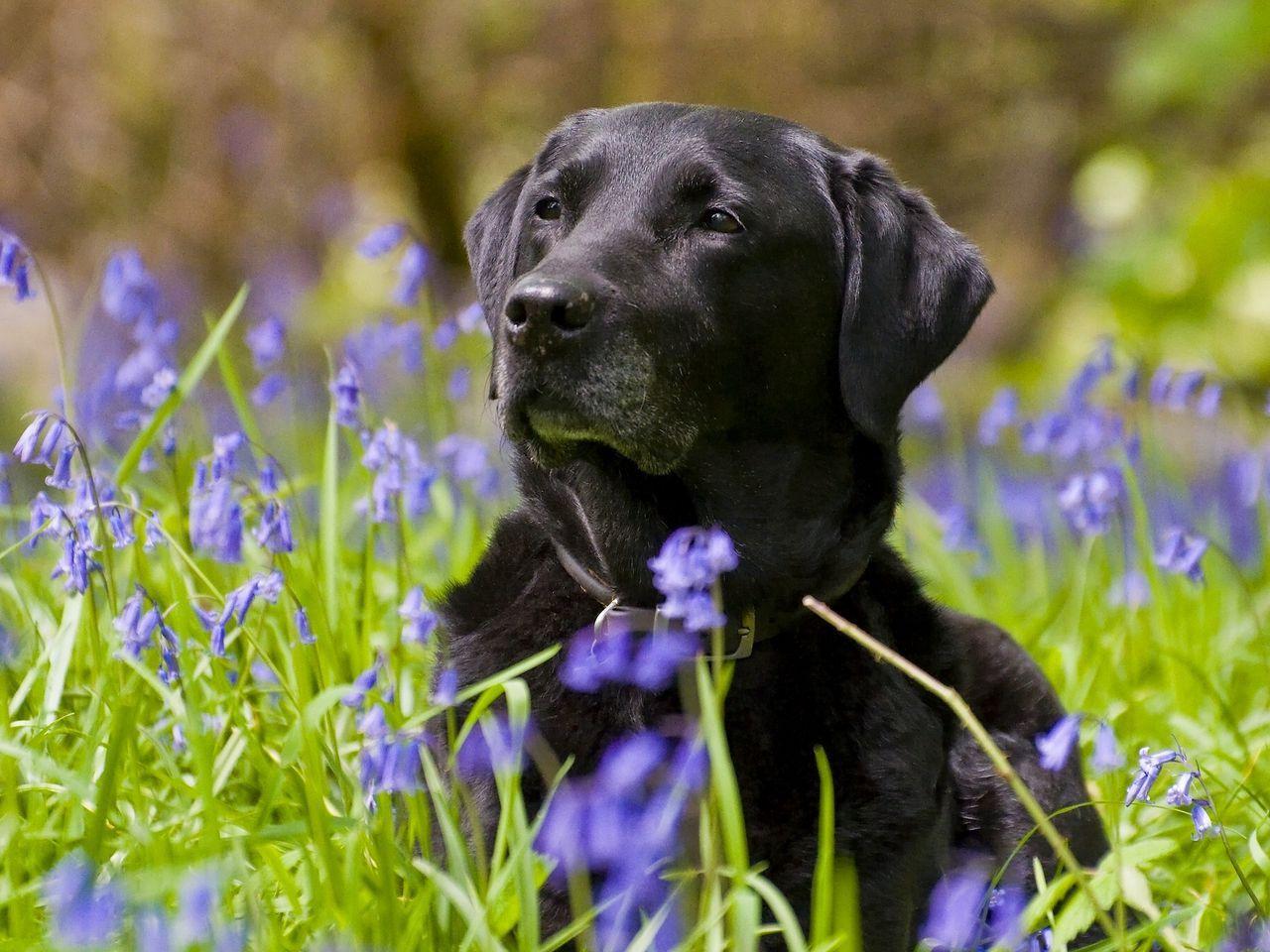 Black Labrador Retriever Wallpapers - Top Free Black Labrador Retriever ...