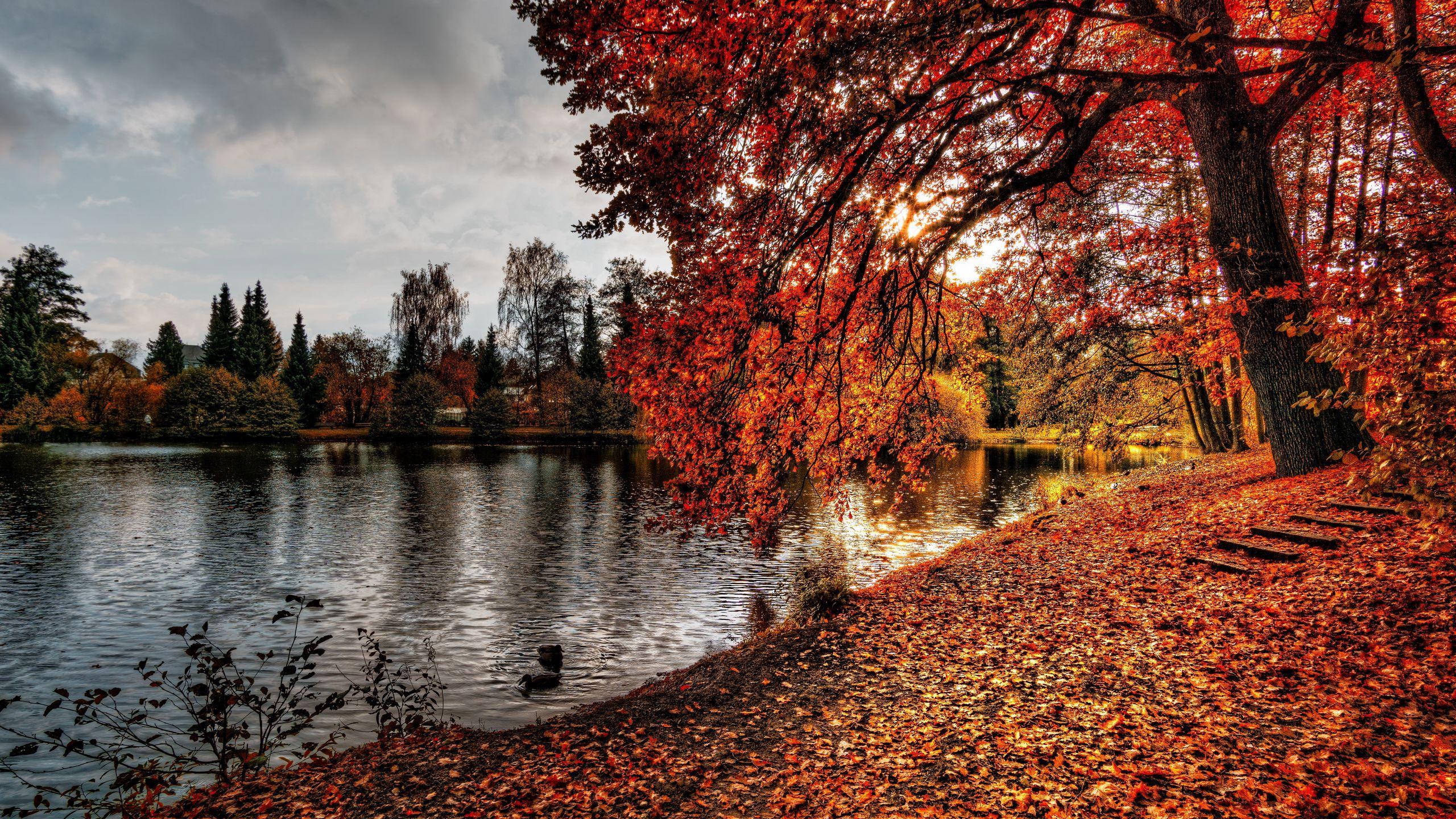 2560 X 1440 Autumn Wallpapers - Top Free 2560 X 1440 Autumn Backgrounds ...