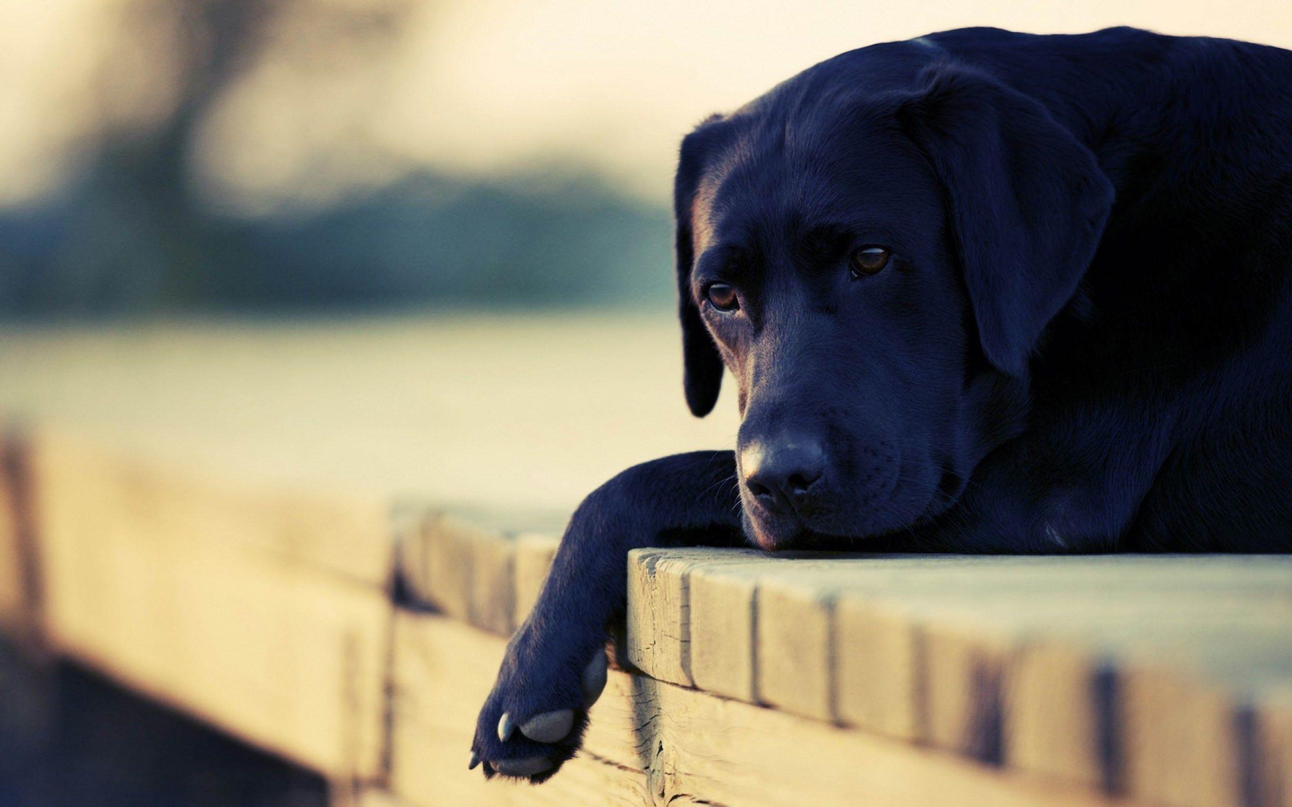 Black Labrador Retriever Wallpapers - Top Free Black Labrador Retriever ...