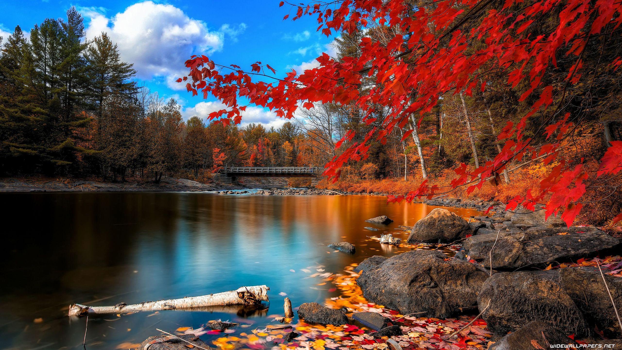 2560 X 1440 Autumn Wallpapers - Top Free 2560 X 1440 Autumn Backgrounds ...