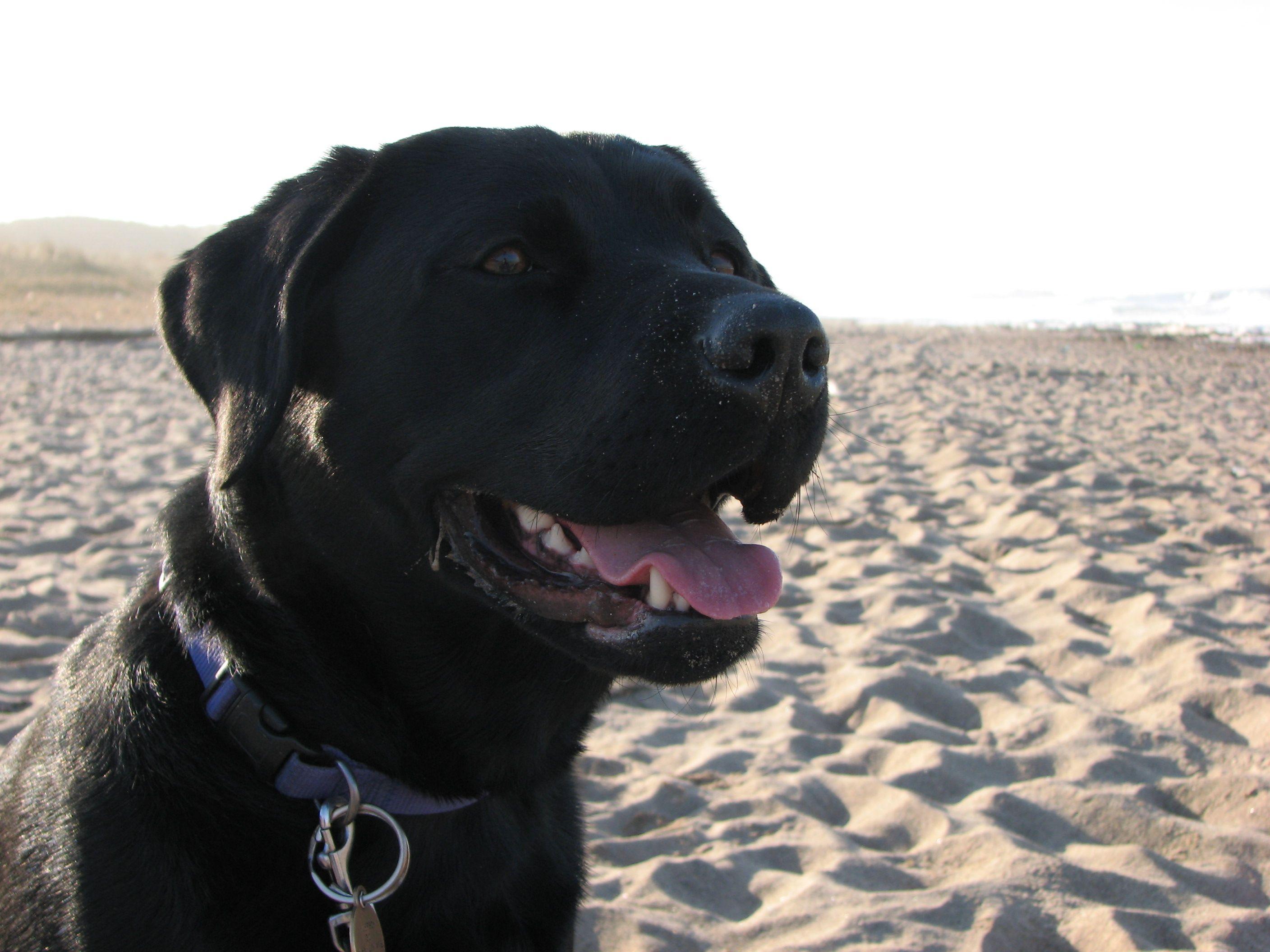 Black Labrador Retriever Wallpapers - Top Free Black Labrador Retriever ...