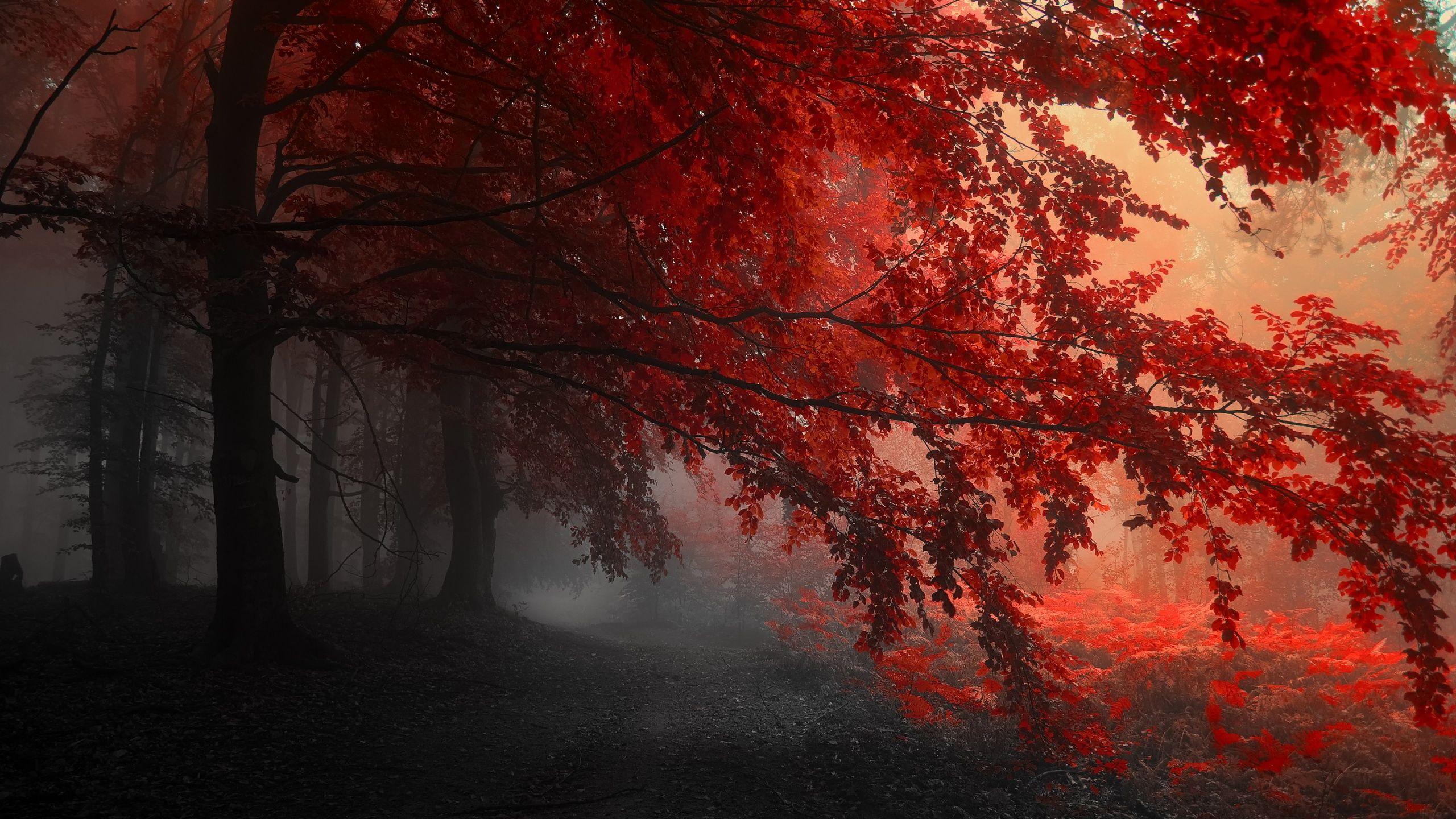 2560 X 1440 Autumn Wallpapers - Top Free 2560 X 1440 Autumn Backgrounds ...