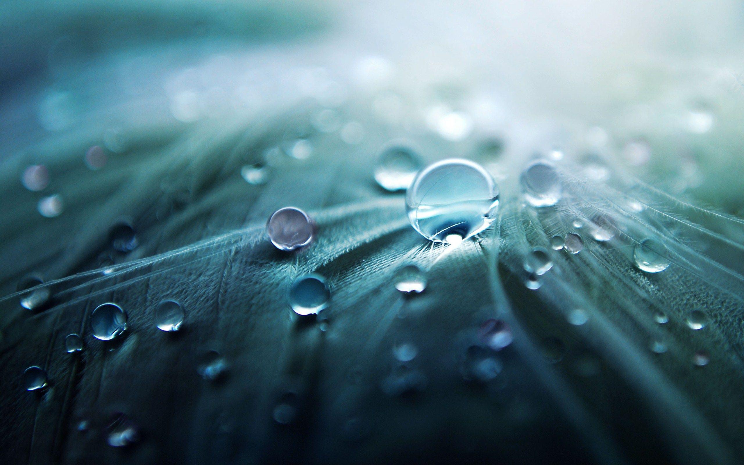 Macro HD Wallpapers - Top Free Macro HD Backgrounds - WallpaperAccess