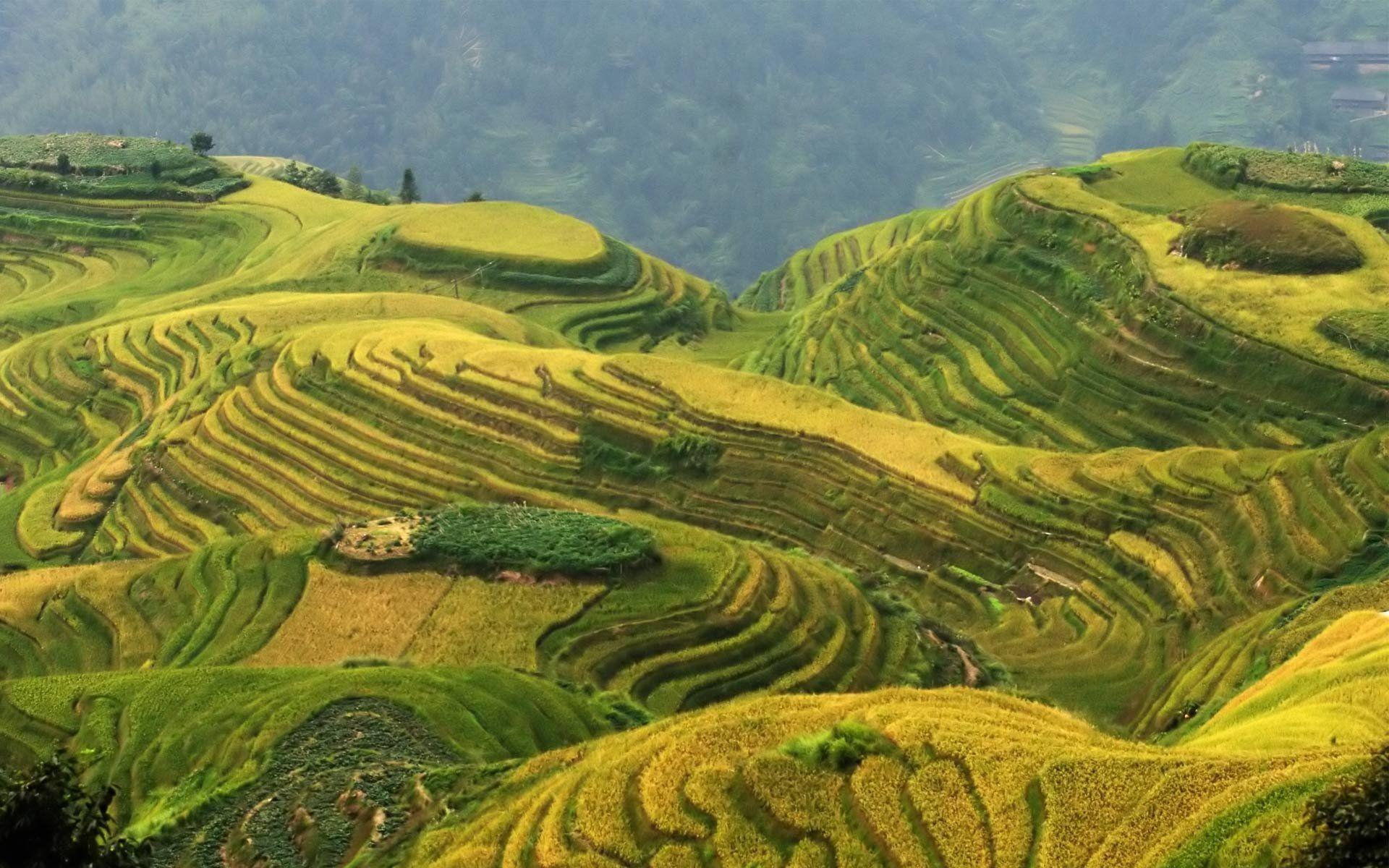 Rice Terraces HD Wallpapers - Top Free Rice Terraces HD Backgrounds ...