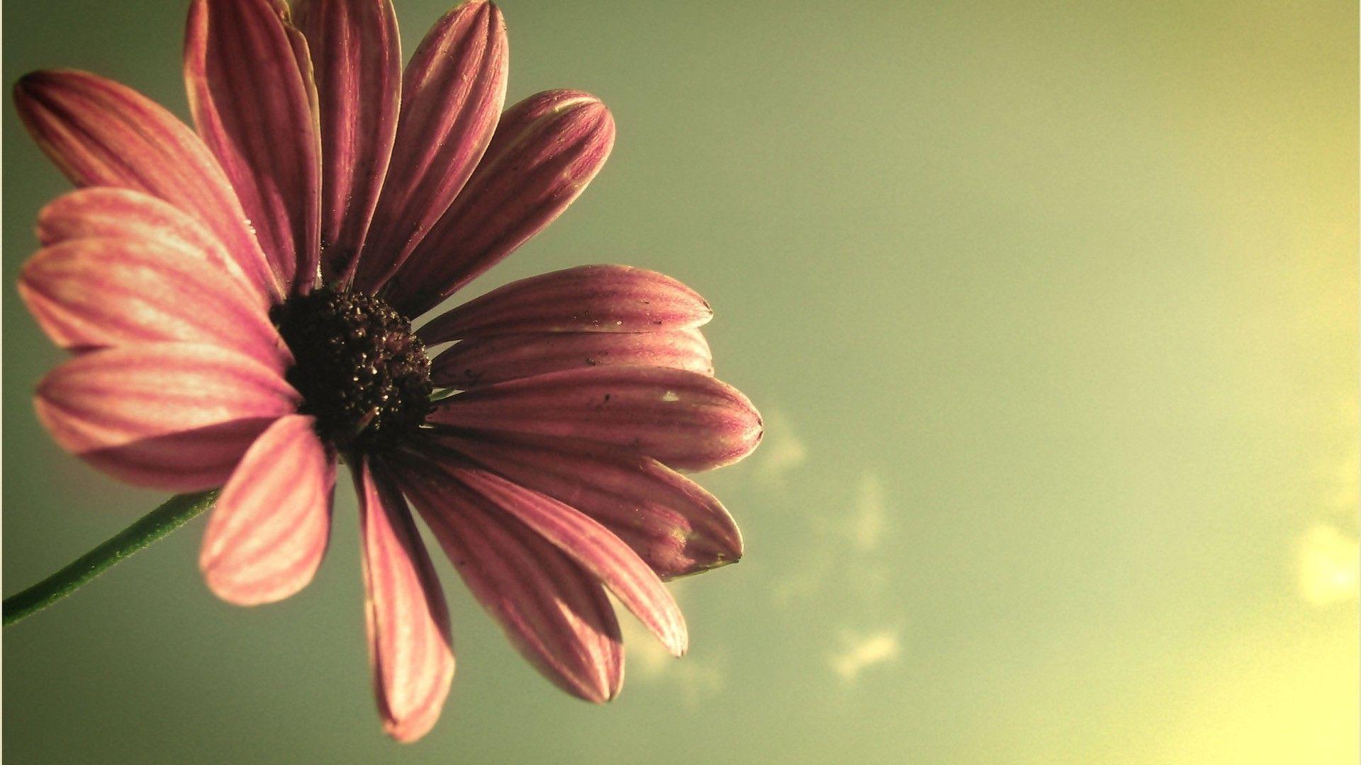 Macro HD Wallpapers - Top Free Macro HD Backgrounds - WallpaperAccess