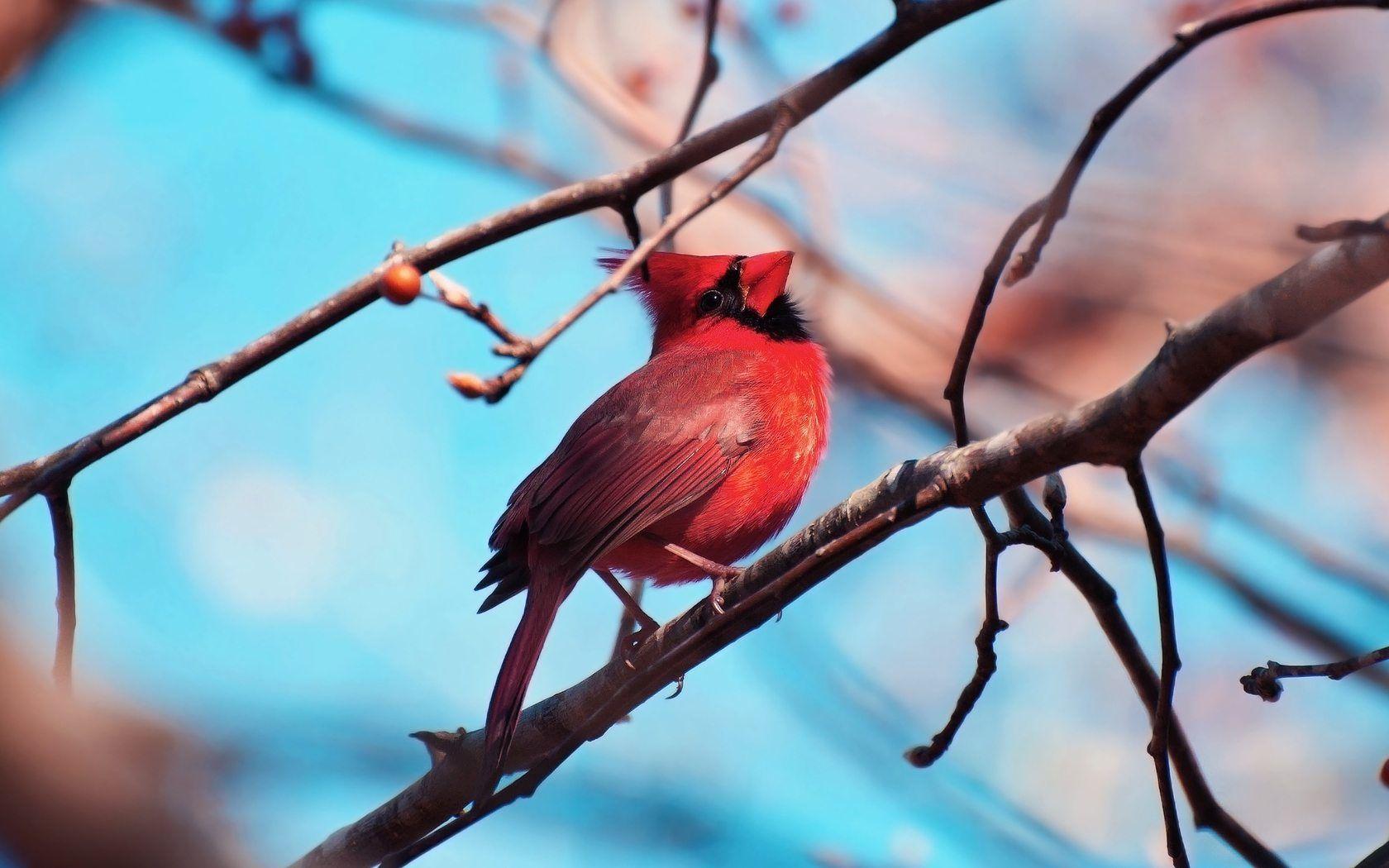Cardinal Bird Wallpapers - Top Free Cardinal Bird Backgrounds ...