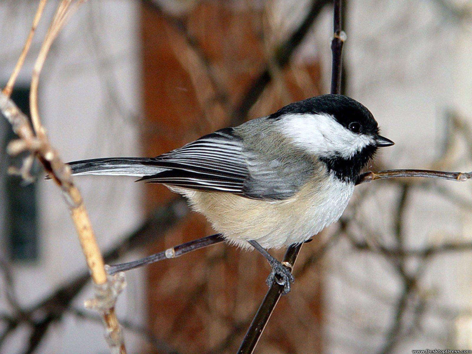 Chickadee Wallpapers - Top Free Chickadee Backgrounds - WallpaperAccess
