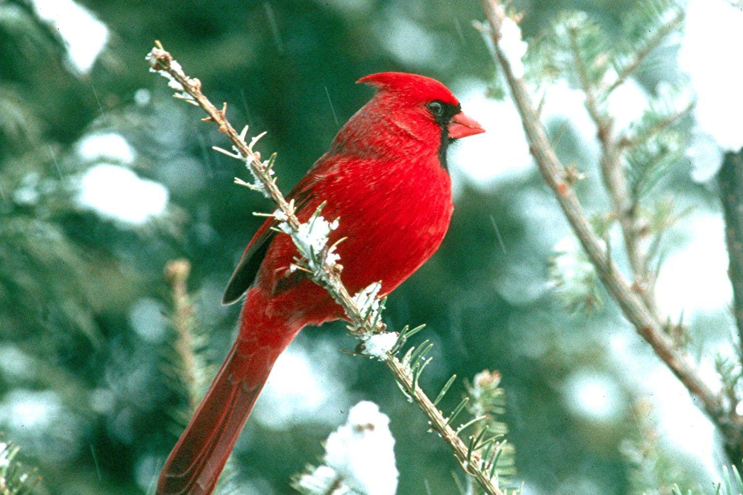 Cardinal Bird Wallpapers - Top Free Cardinal Bird Backgrounds ...