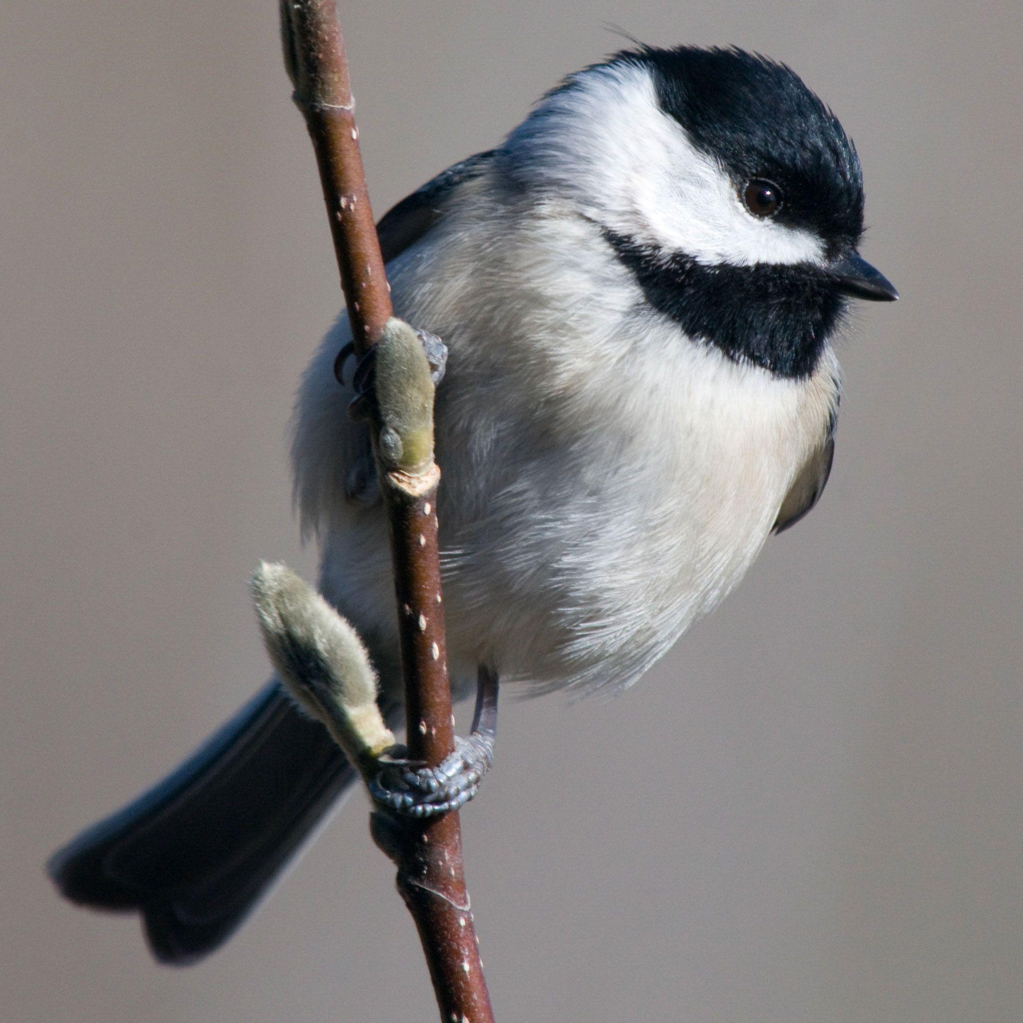 Chickadee Wallpapers - Top Free Chickadee Backgrounds - WallpaperAccess