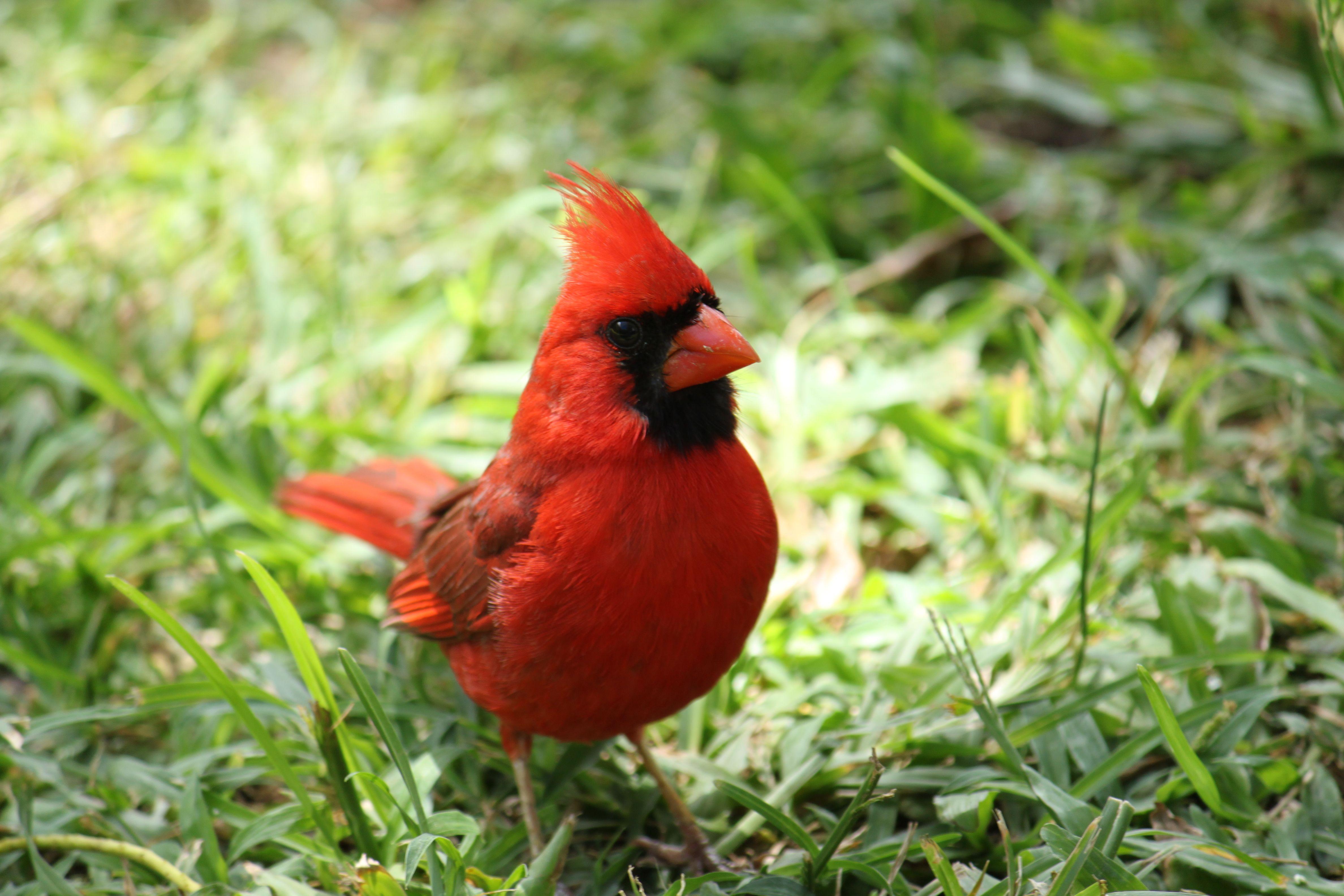 Cardinal Bird Wallpapers - Top Free Cardinal Bird Backgrounds ...