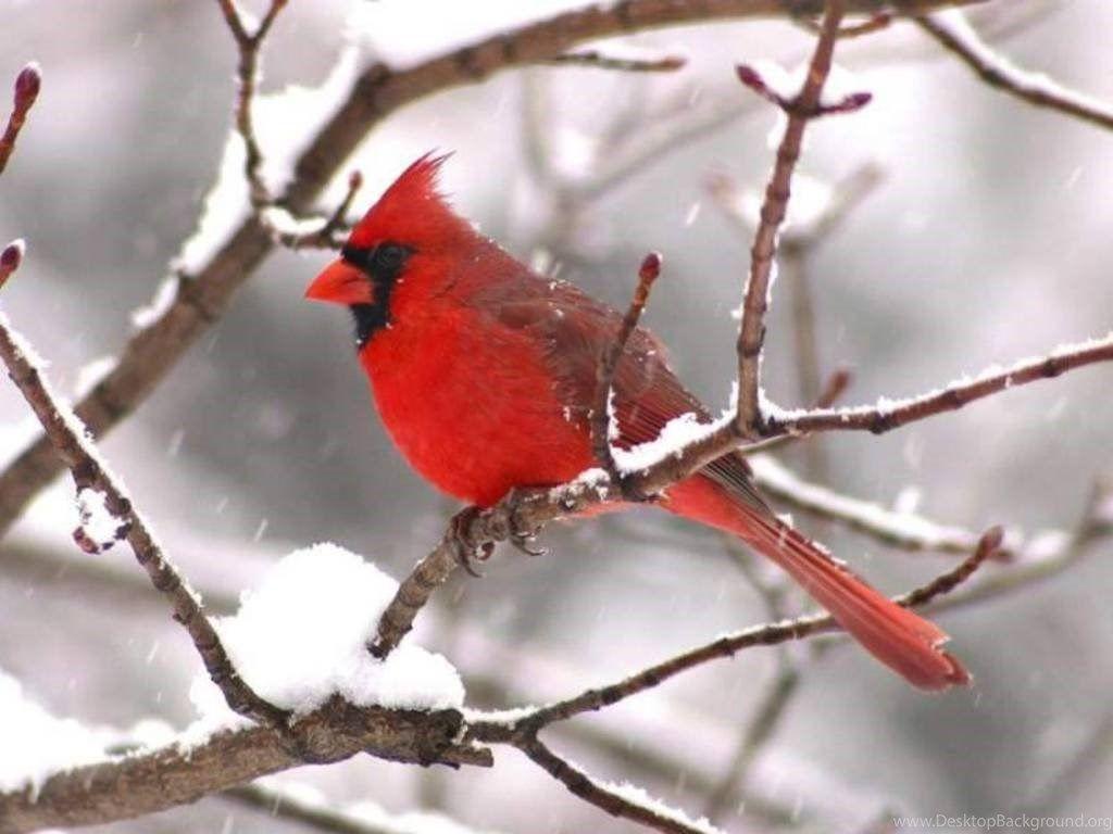 Cardinal Bird Wallpapers - Top Free Cardinal Bird Backgrounds ...