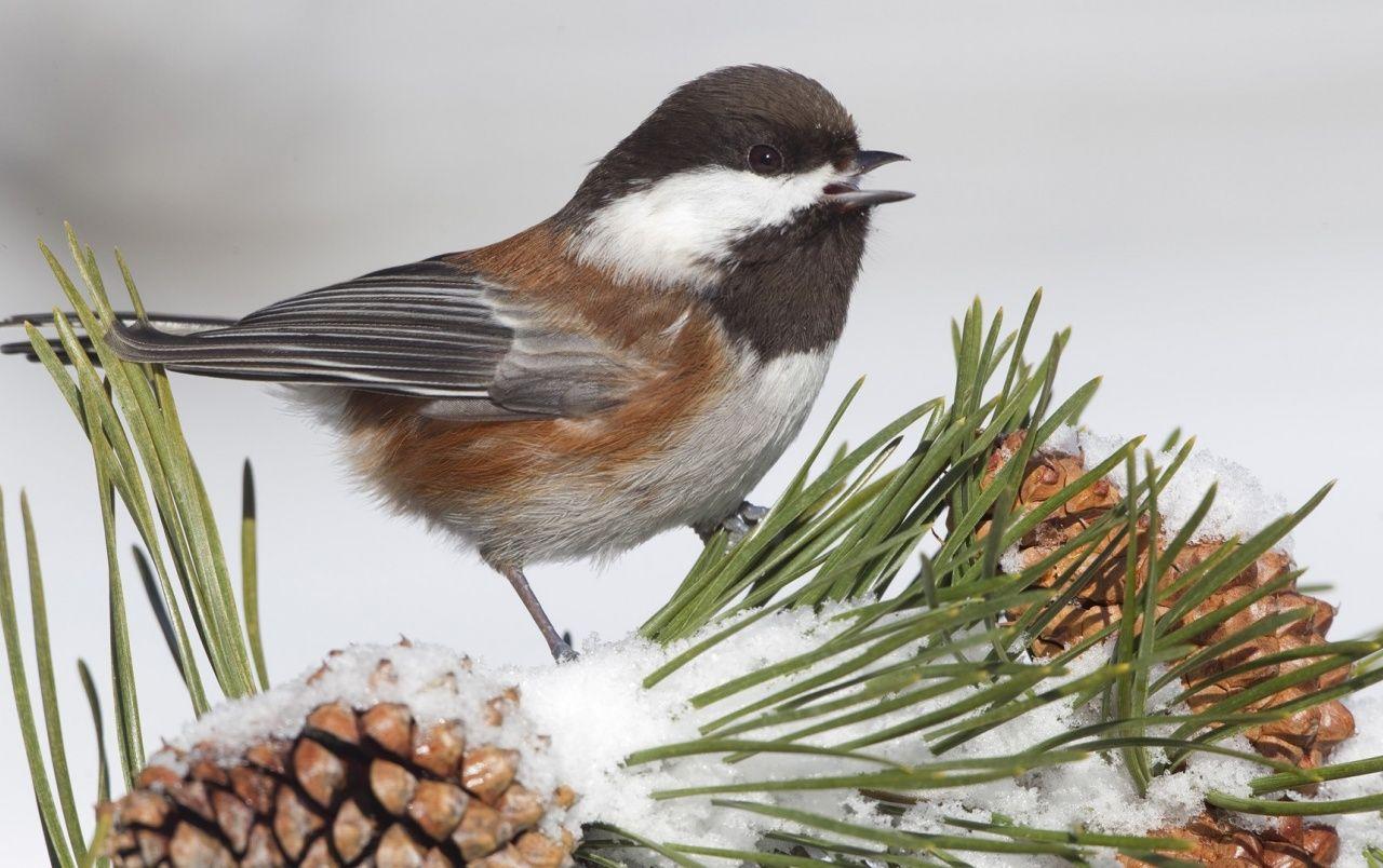 Chickadee Wallpapers - Top Free Chickadee Backgrounds - WallpaperAccess