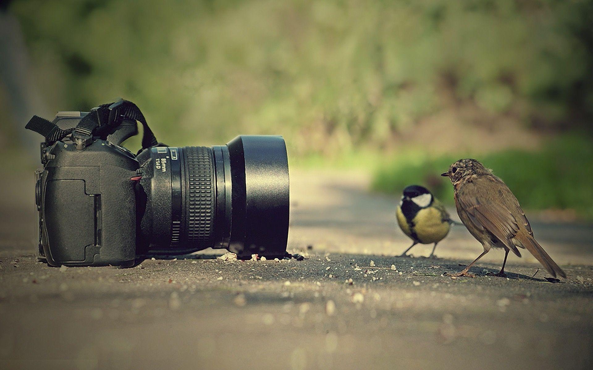 Funny Bird Wallpapers - Top Free Funny Bird Backgrounds - WallpaperAccess