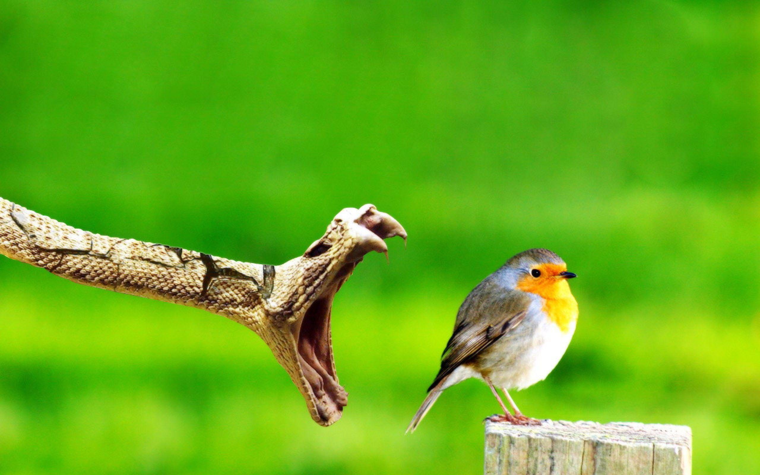 Funny Bird Wallpapers - Top Free Funny Bird Backgrounds - WallpaperAccess