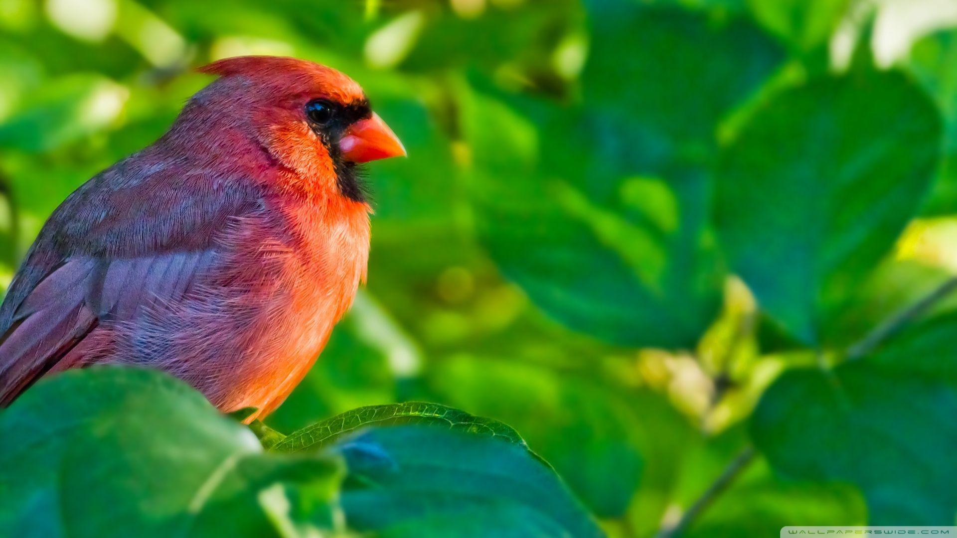 Cardinal Bird Wallpapers - Top Free Cardinal Bird Backgrounds - WallpaperAccess