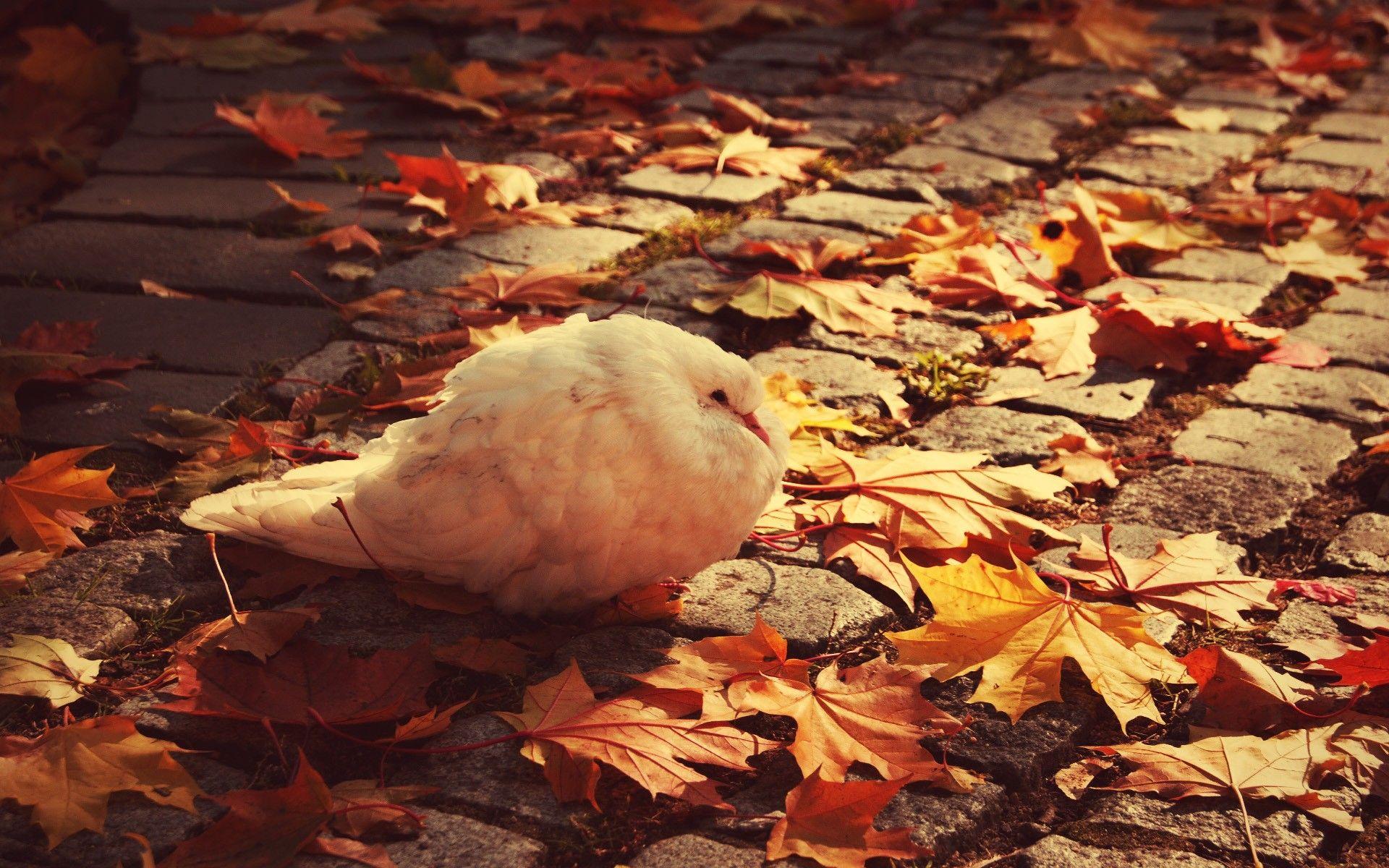 Fall Birds Wallpapers - Top Free Fall Birds Backgrounds - WallpaperAccess