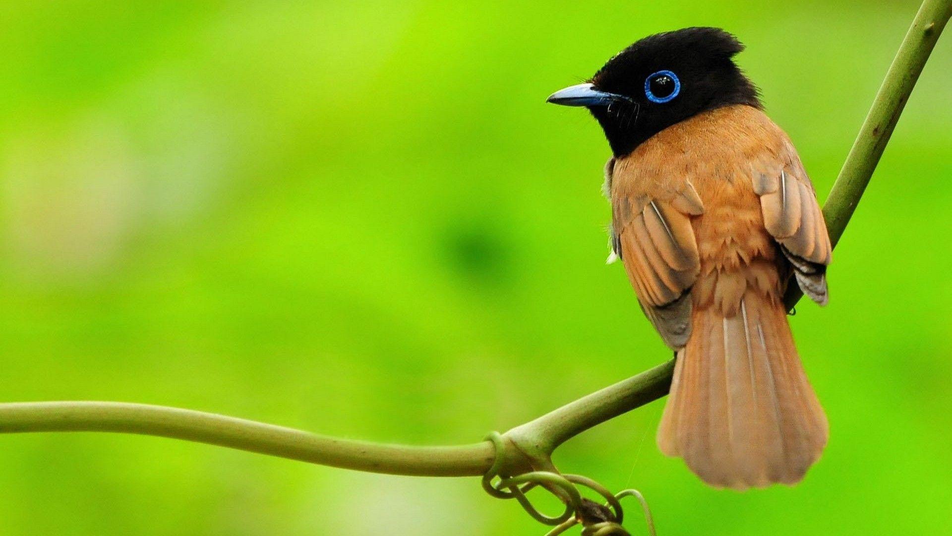 Fall Birds Wallpapers - Top Free Fall Birds Backgrounds - WallpaperAccess