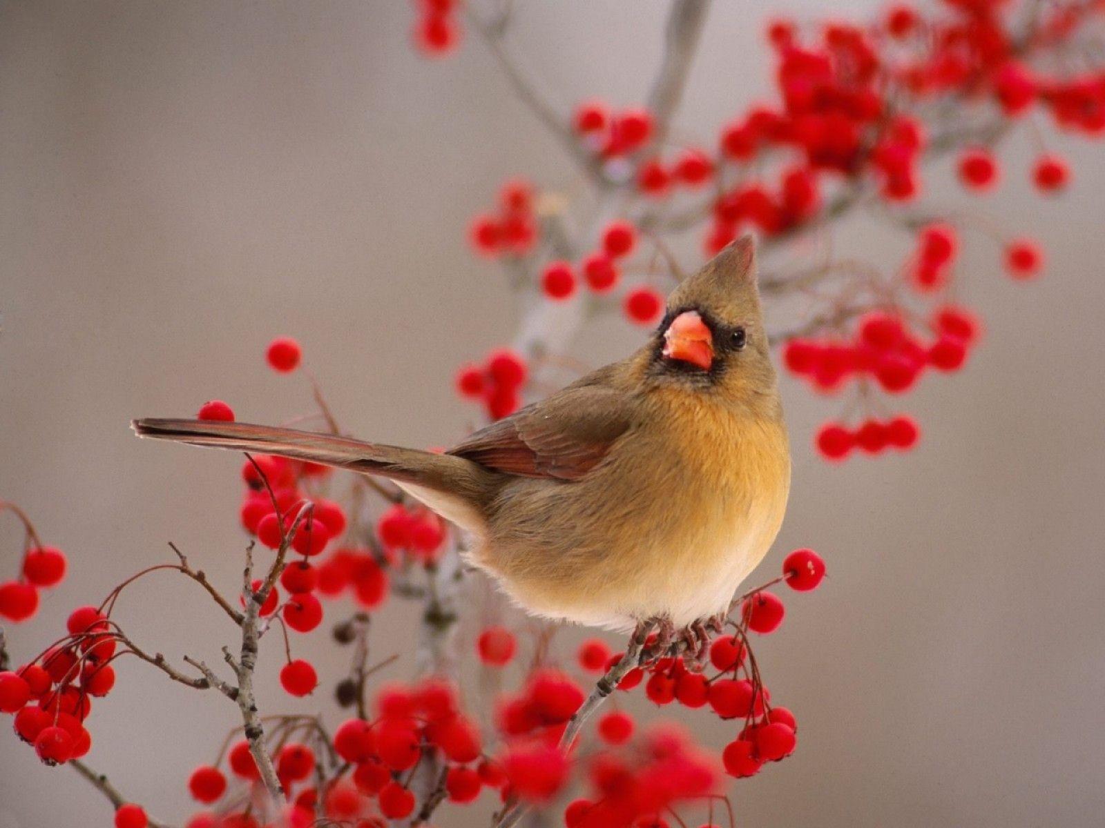 Christmas Birds Wallpapers - Top Free Christmas Birds Backgrounds ...