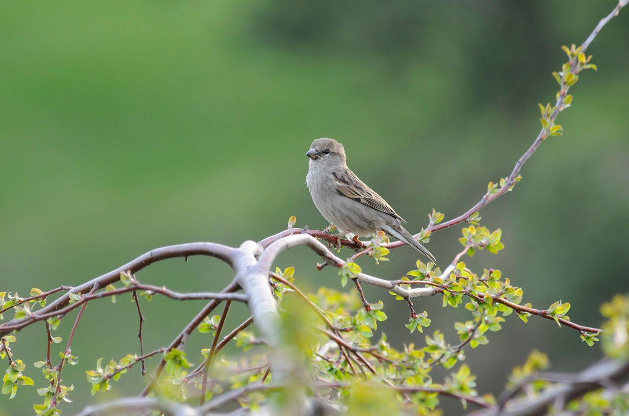 Fall Birds Wallpapers - Top Free Fall Birds Backgrounds - WallpaperAccess