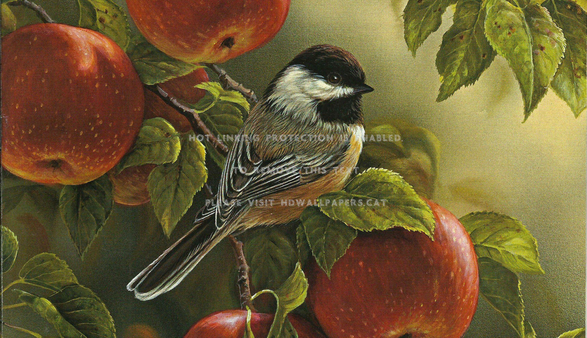 Chickadee Wallpapers - Top Free Chickadee Backgrounds - WallpaperAccess
