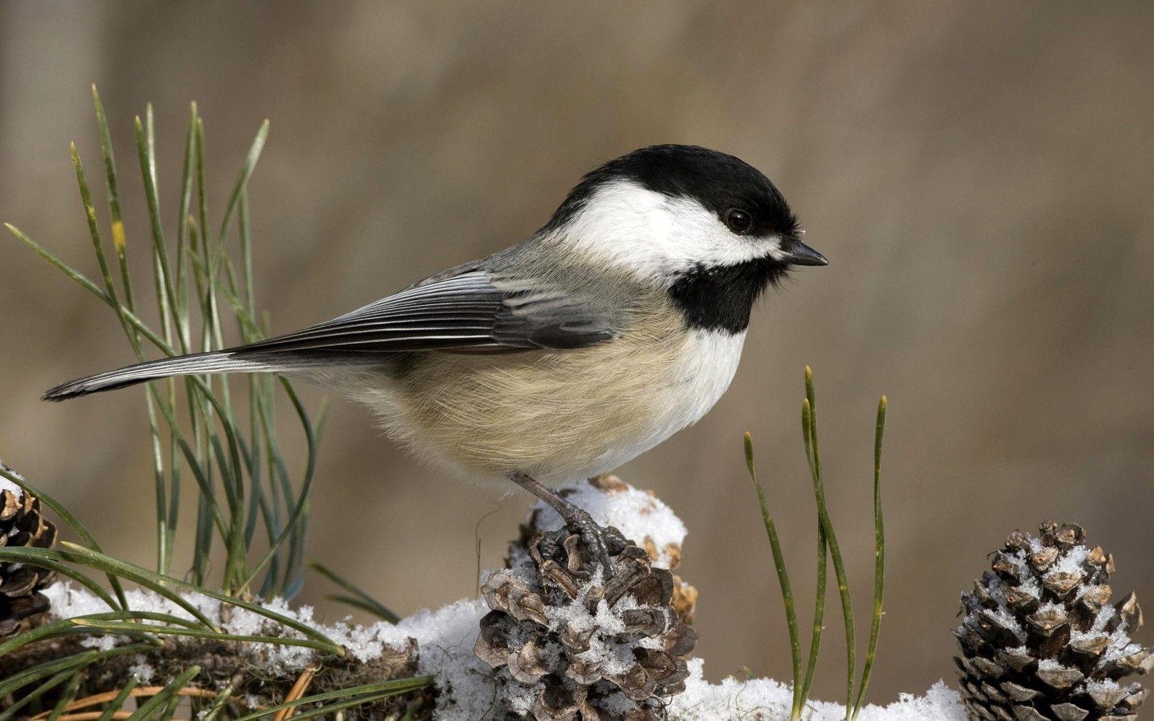 Chickadee Wallpapers - Top Free Chickadee Backgrounds - WallpaperAccess
