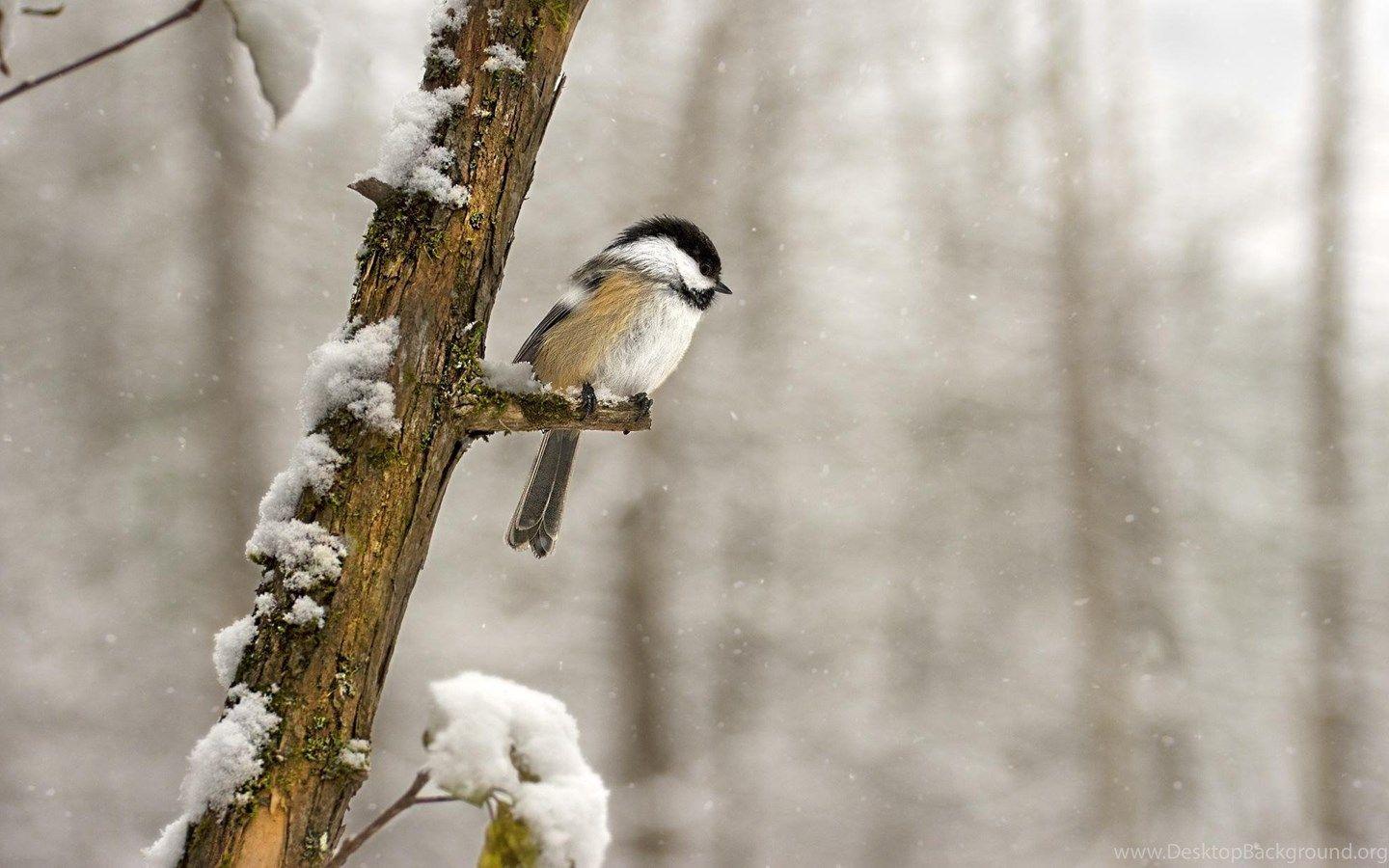 Chickadee Wallpapers - Top Free Chickadee Backgrounds - WallpaperAccess