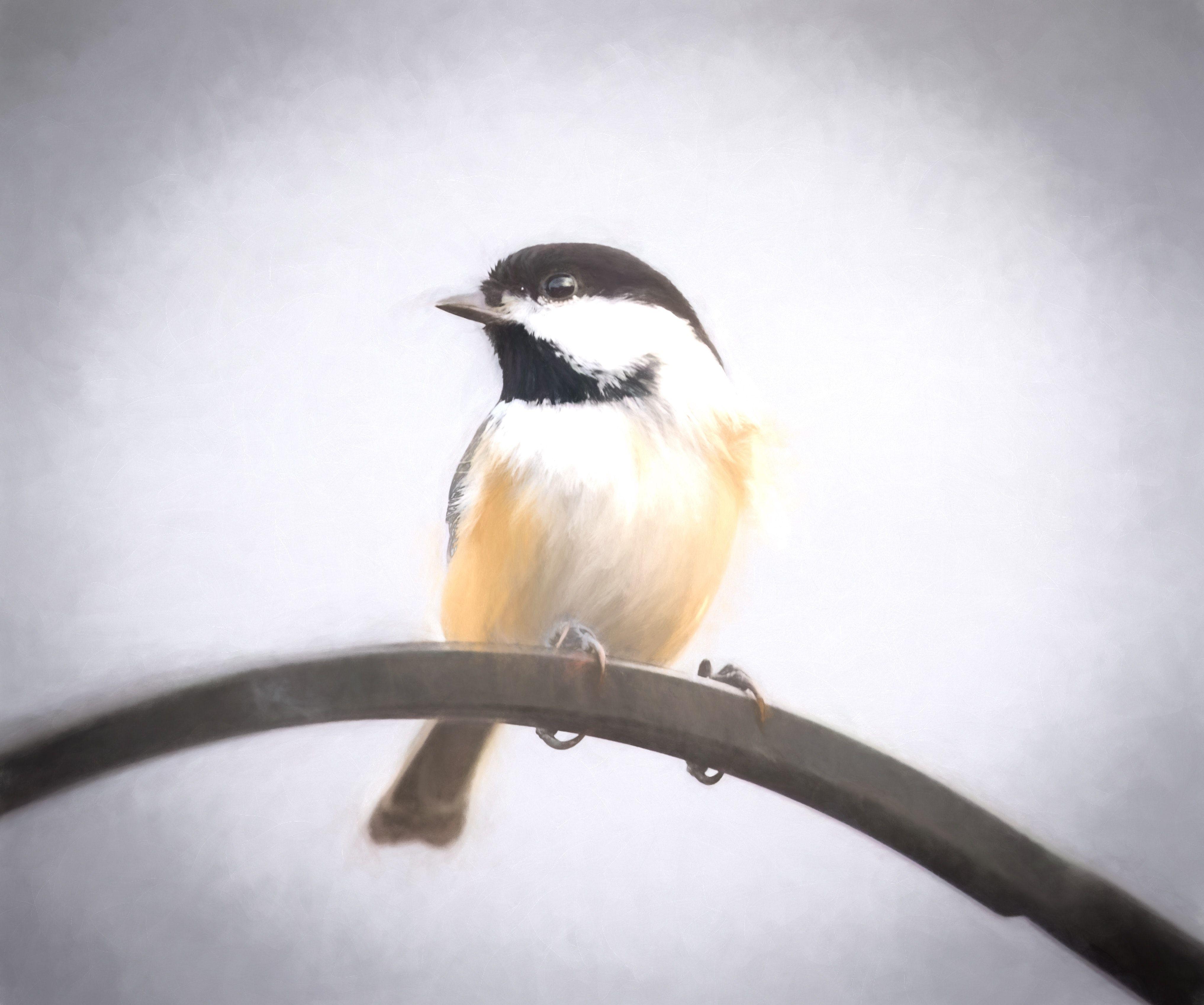 Chickadee Wallpapers - Top Free Chickadee Backgrounds - WallpaperAccess