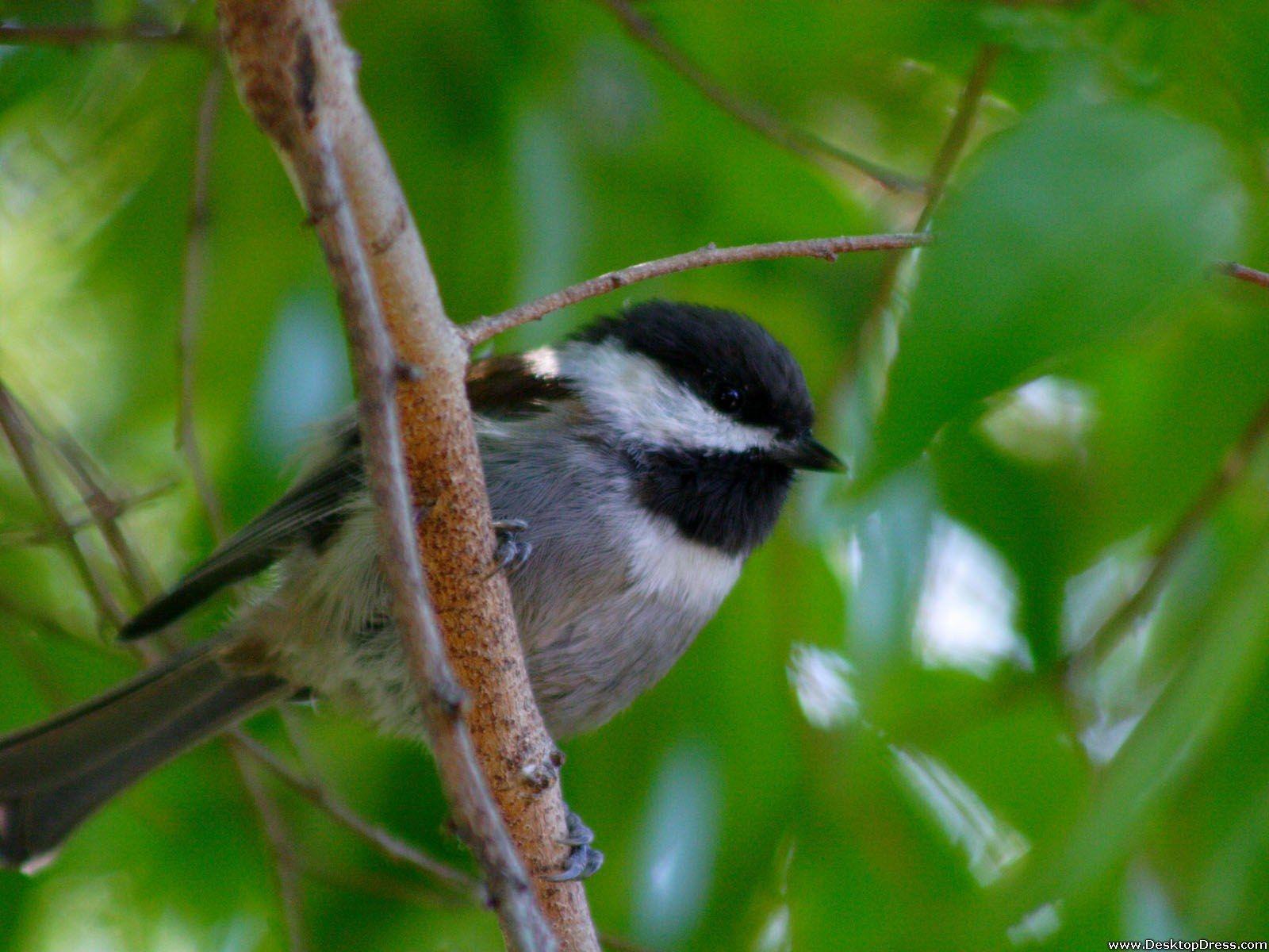 Chickadee Wallpapers - Top Free Chickadee Backgrounds - WallpaperAccess