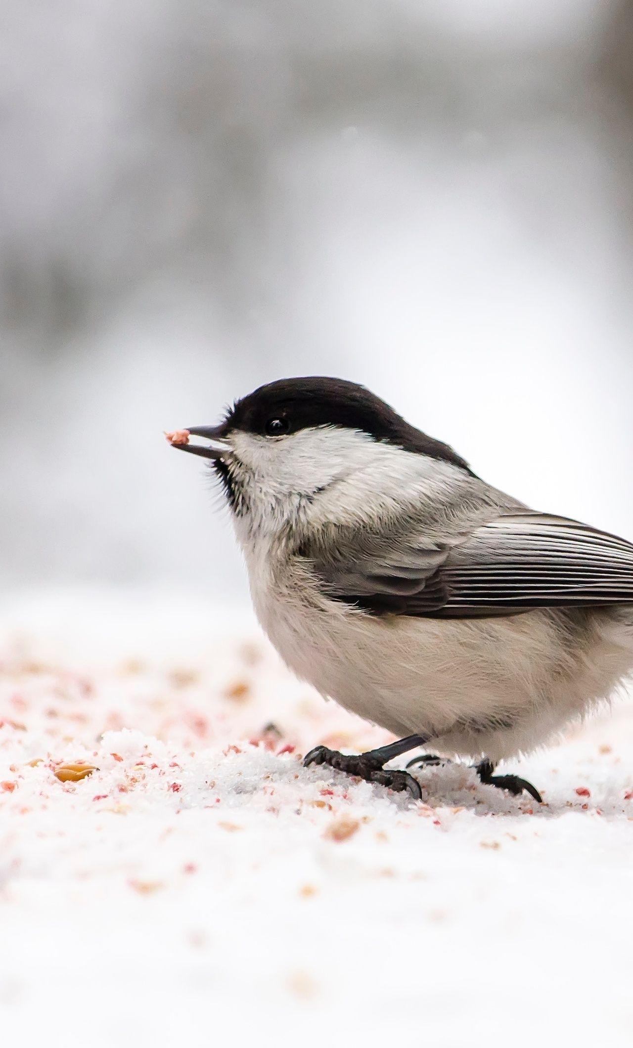 Chickadee Wallpapers - Top Free Chickadee Backgrounds - WallpaperAccess