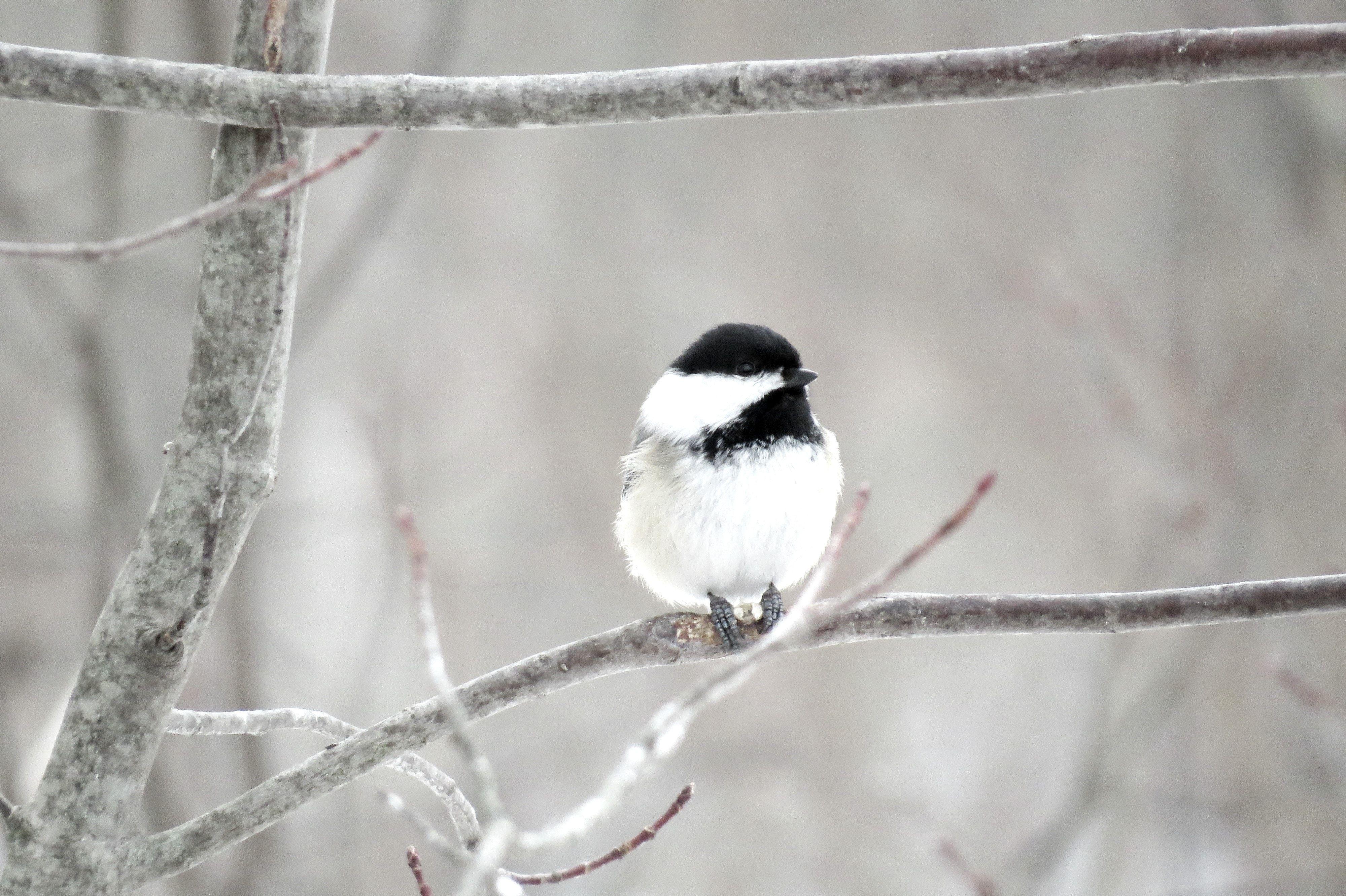 Chickadee Wallpapers - Top Free Chickadee Backgrounds - WallpaperAccess