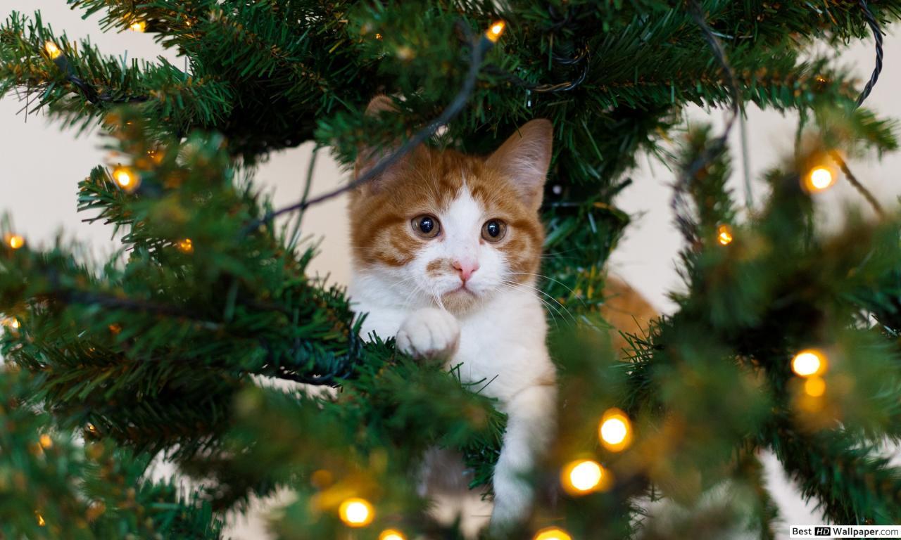 Christmas Kitten HD Wallpapers - Top Free Christmas Kitten HD ...