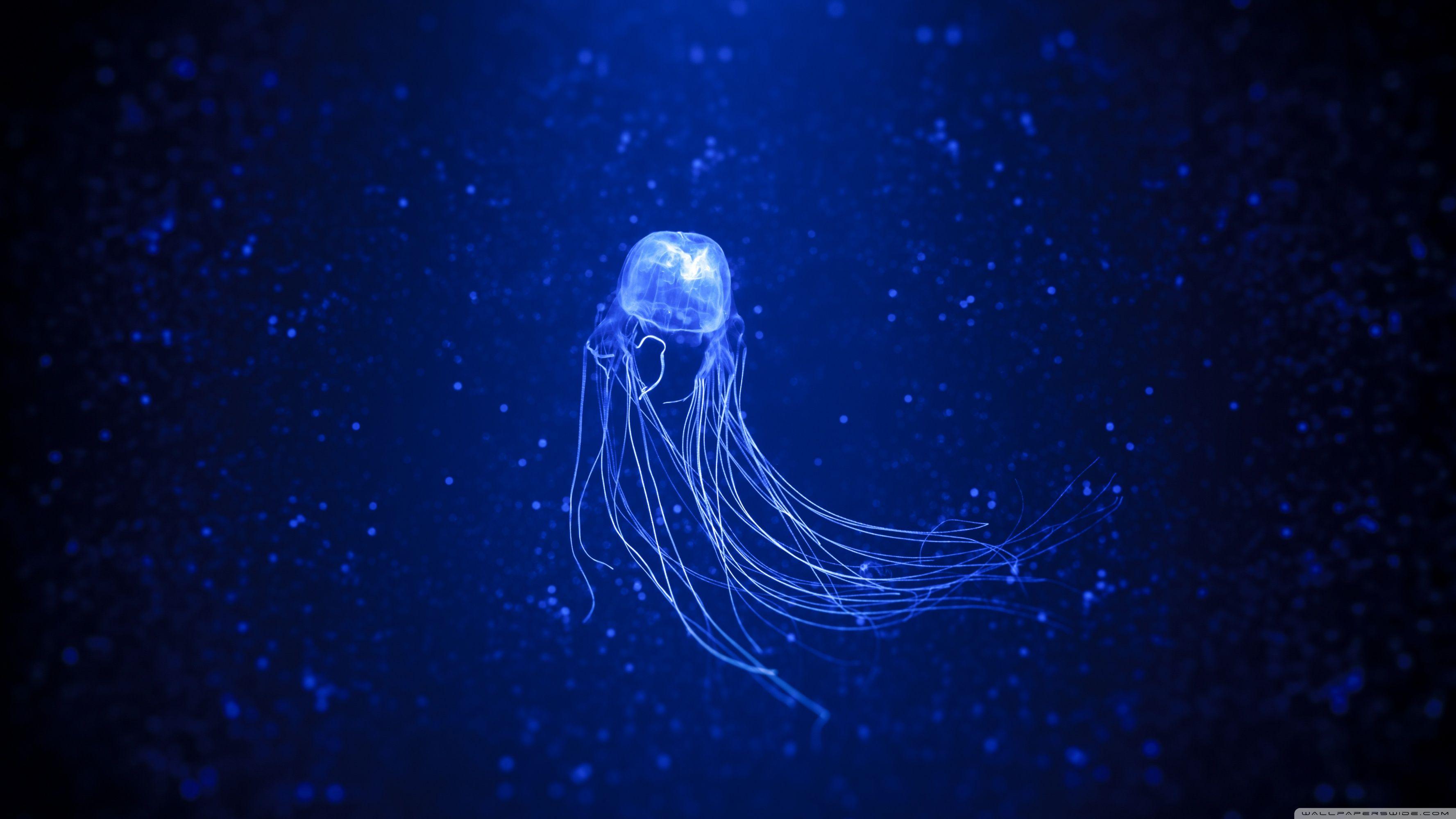 Medusa HD Wallpapers - Top Free Medusa HD Backgrounds - WallpaperAccess