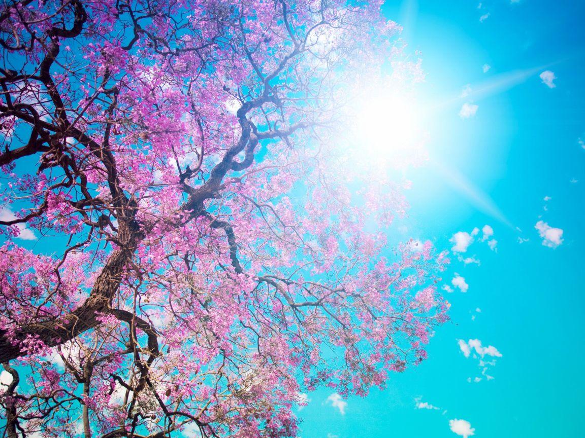 1152 X 864 Spring Wallpapers - Top Free 1152 X 864 Spring Backgrounds ...