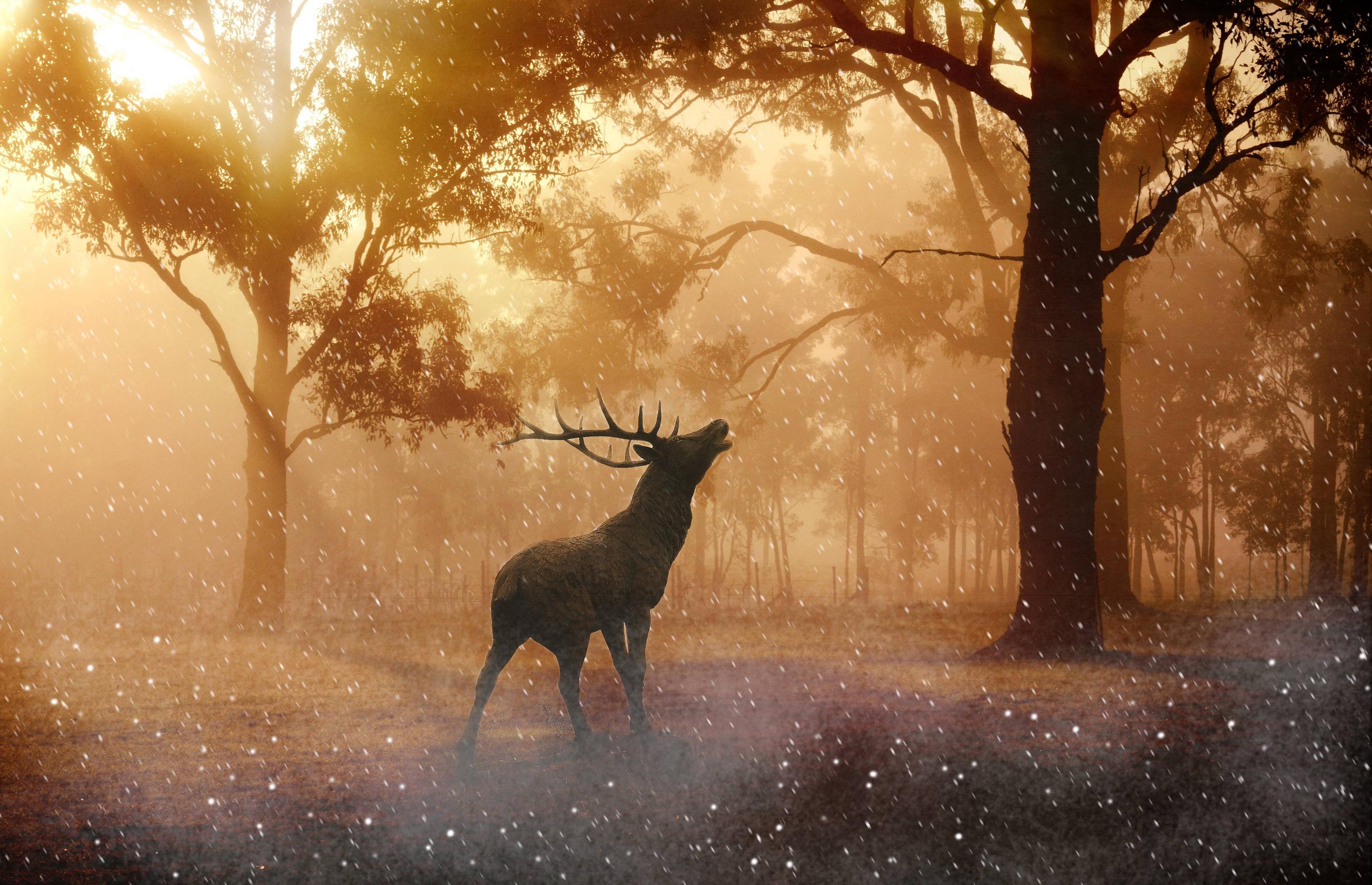 Deer in Forest Wallpapers - Top Free Deer in Forest Backgrounds ...