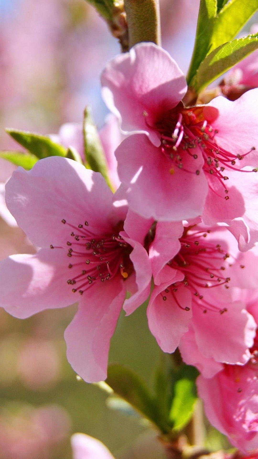 Spring Flowers HD Wallpapers - Top Free Spring Flowers HD Backgrounds ...