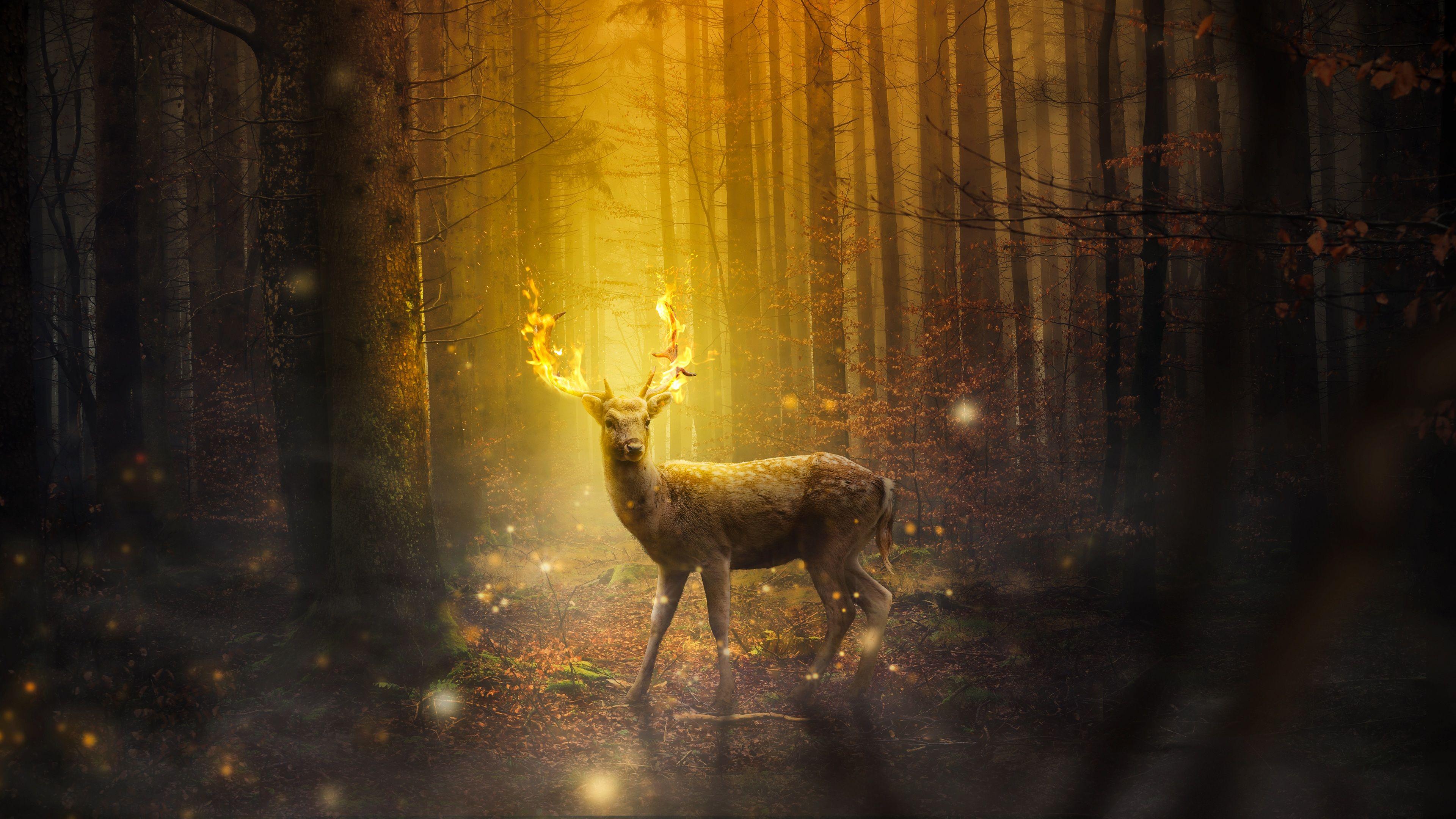 Deer in Forest Wallpapers - Top Free Deer in Forest Backgrounds ...