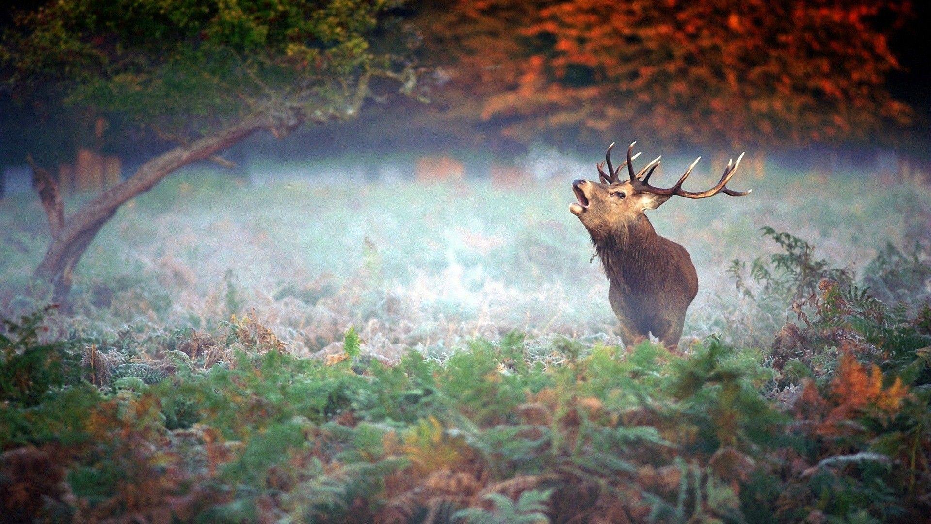 Forest Deer Wallpapers - Top Free Forest Deer Backgrounds - WallpaperAccess